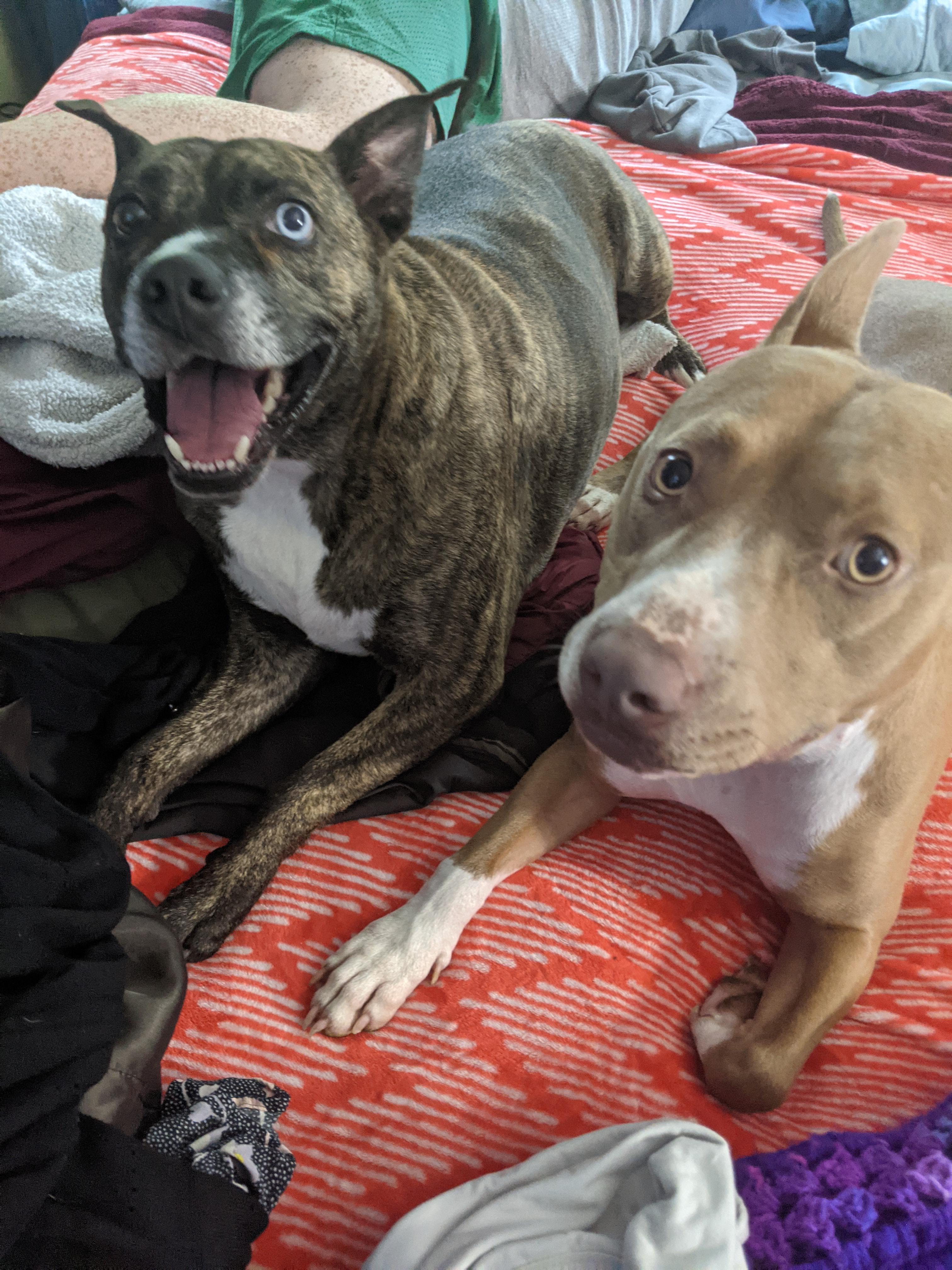 My 2 Dogs | Scrolller