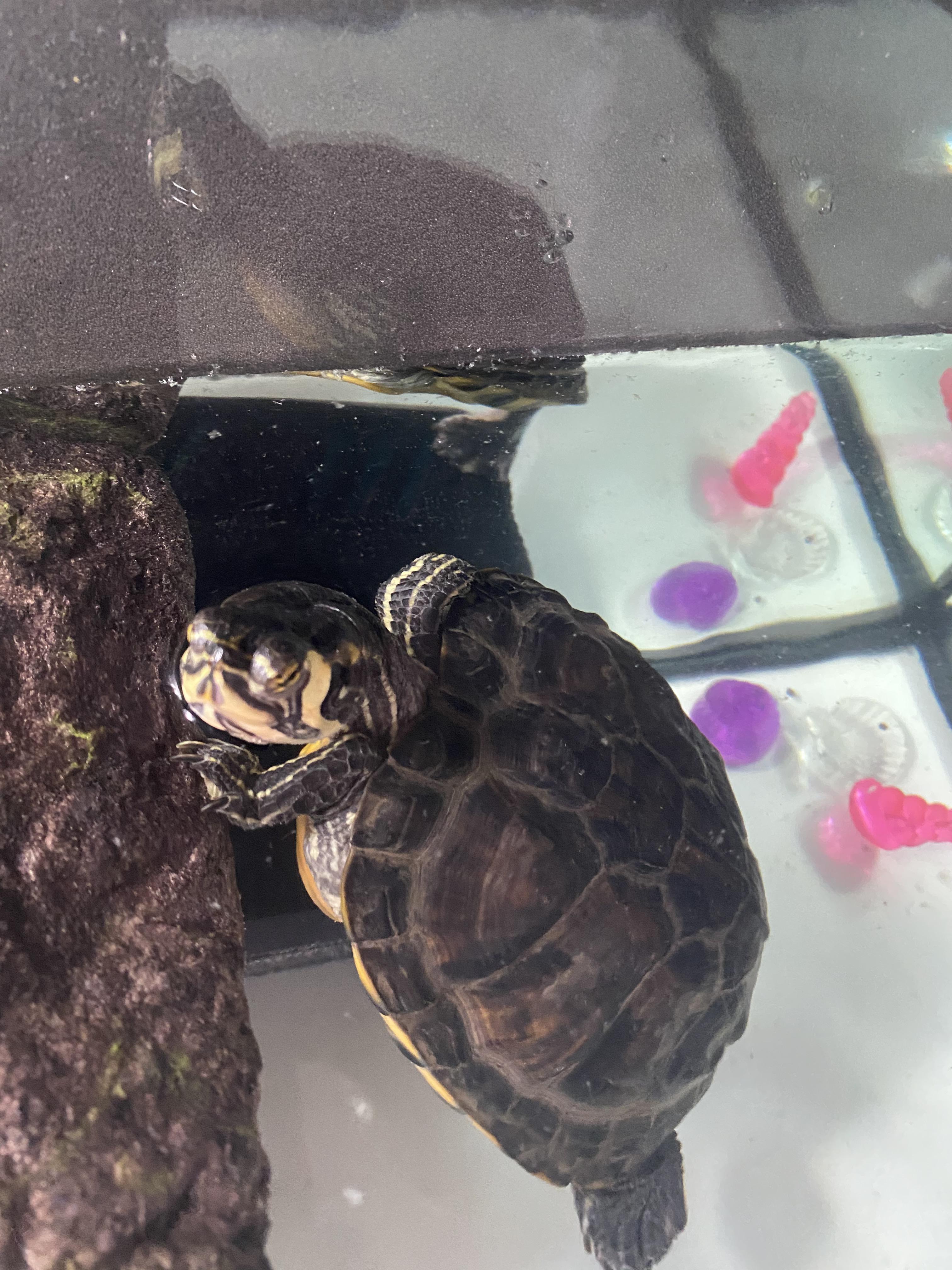 My 2nd rescue turtle, his name is Juice! He loves being handled and is ...