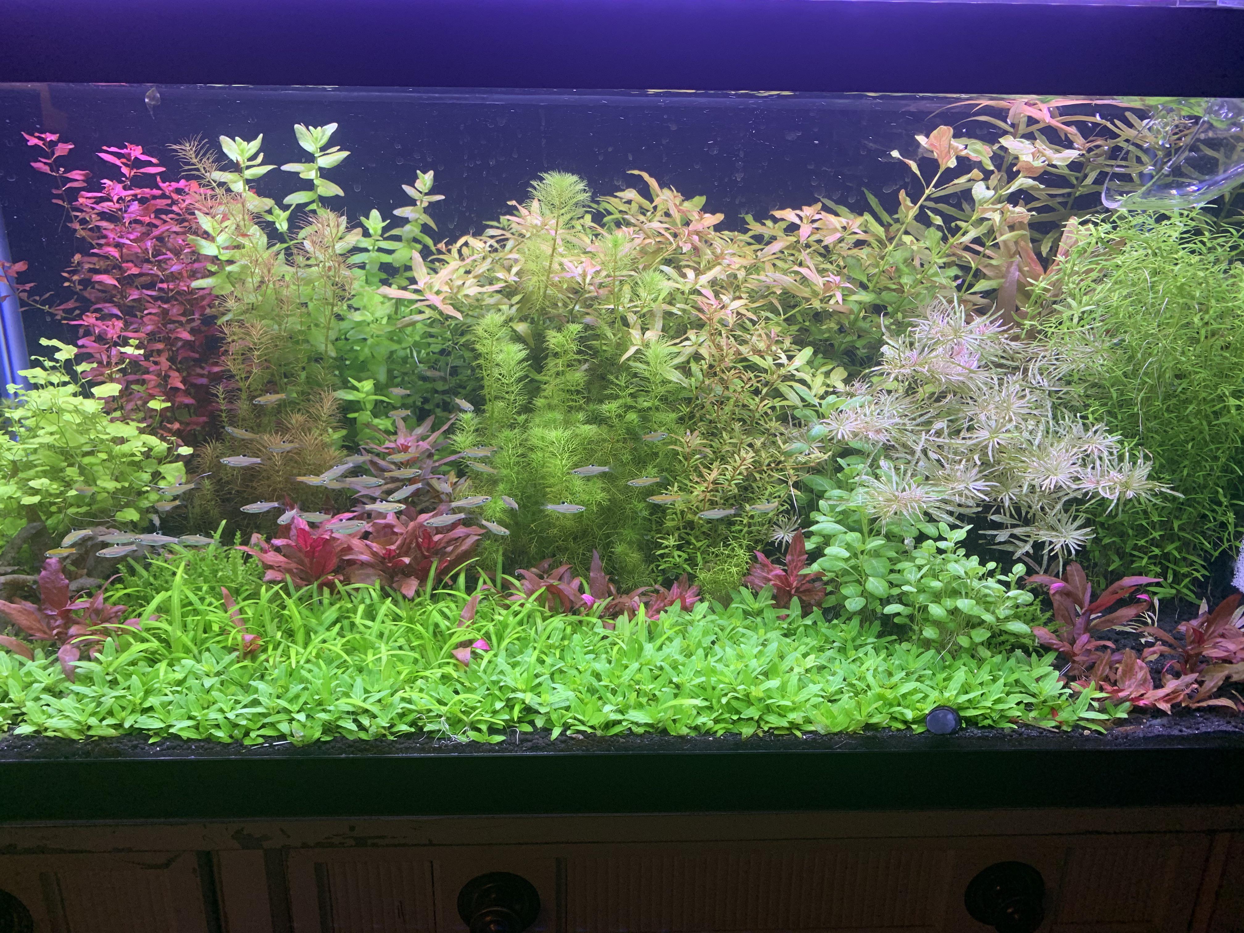 My 40 breeder | Scrolller