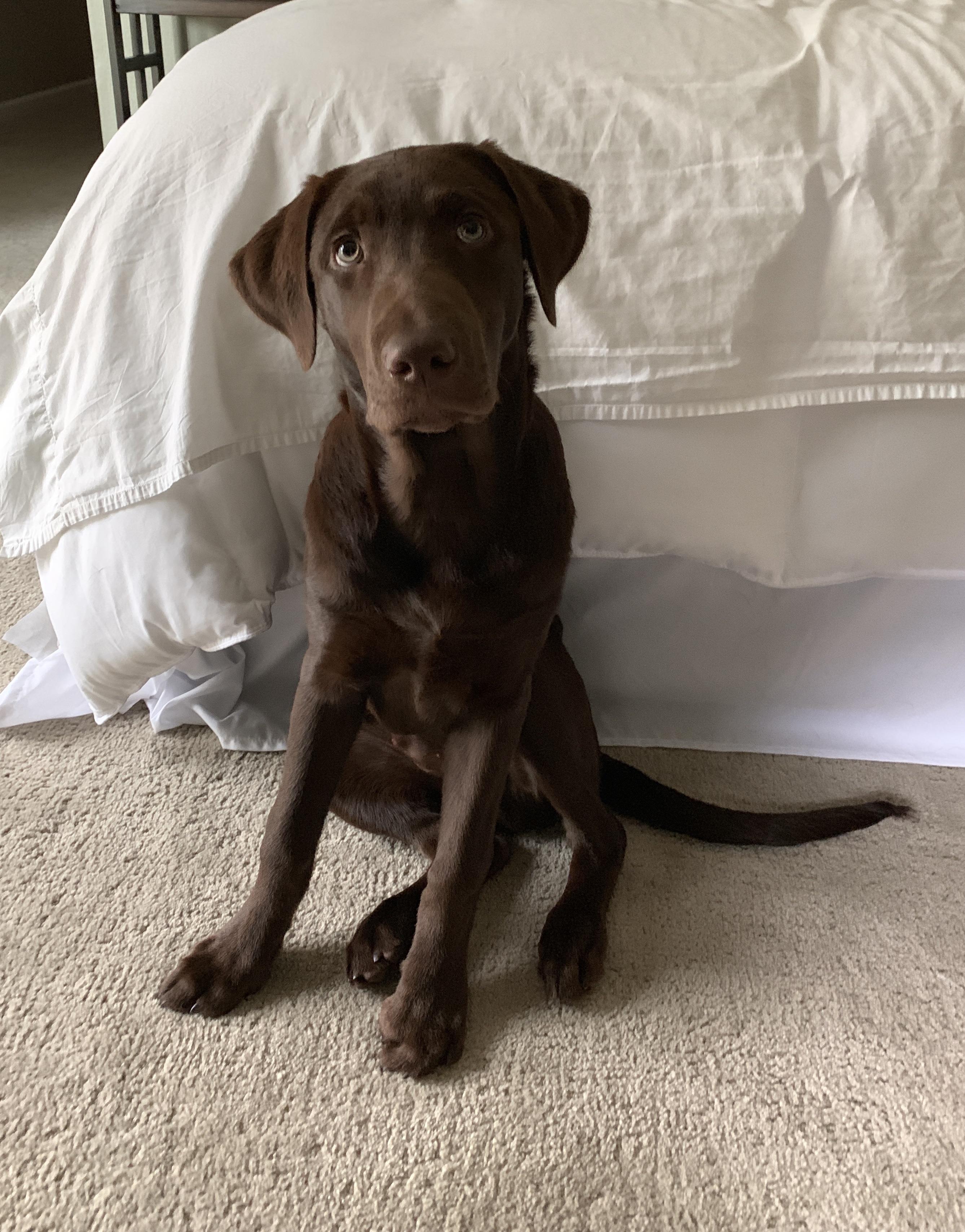 My 5 mos old chocolate lab puppy, Forrest. | Scrolller