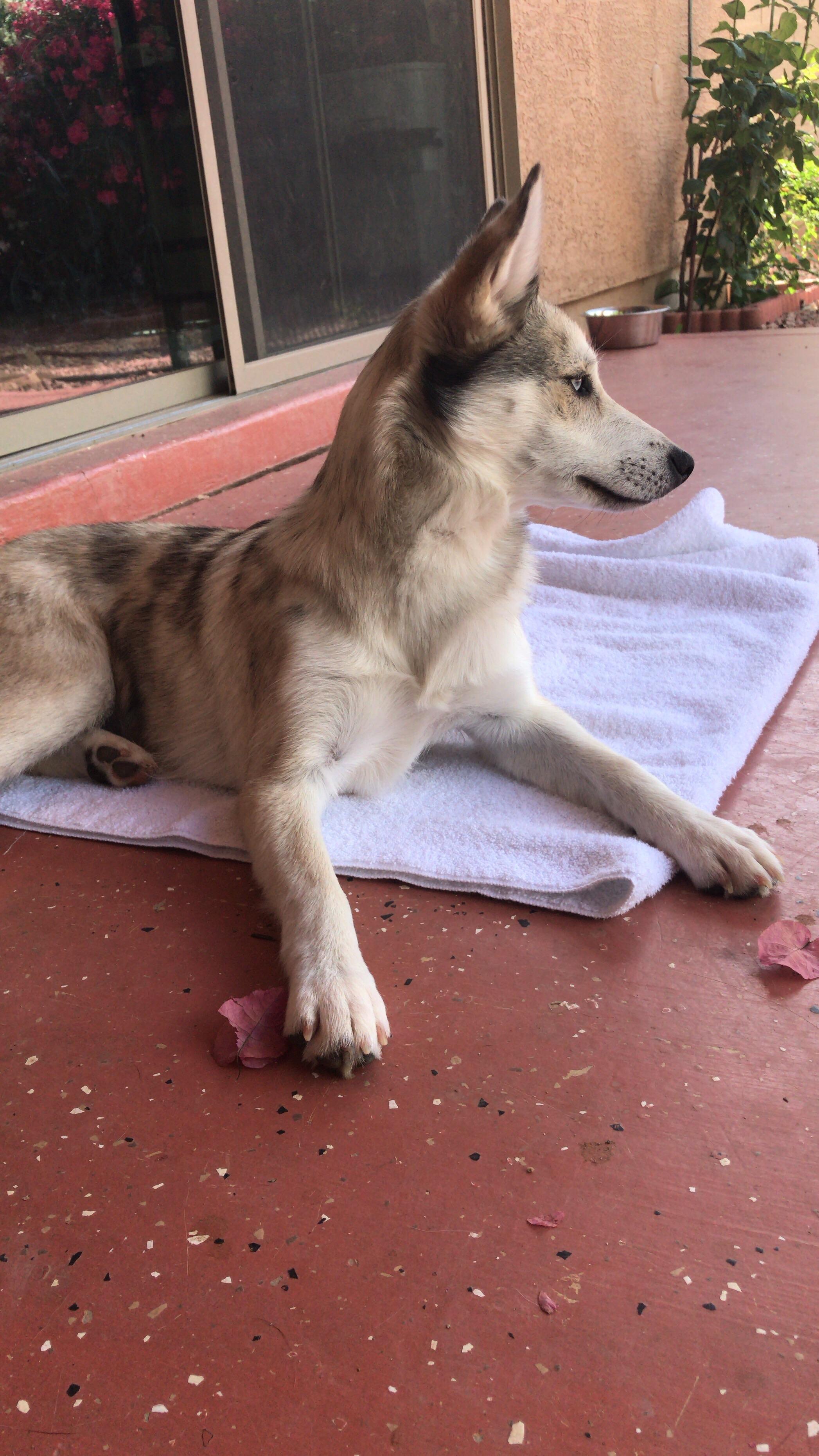 My 6 month old Pomsky Denali | Scrolller