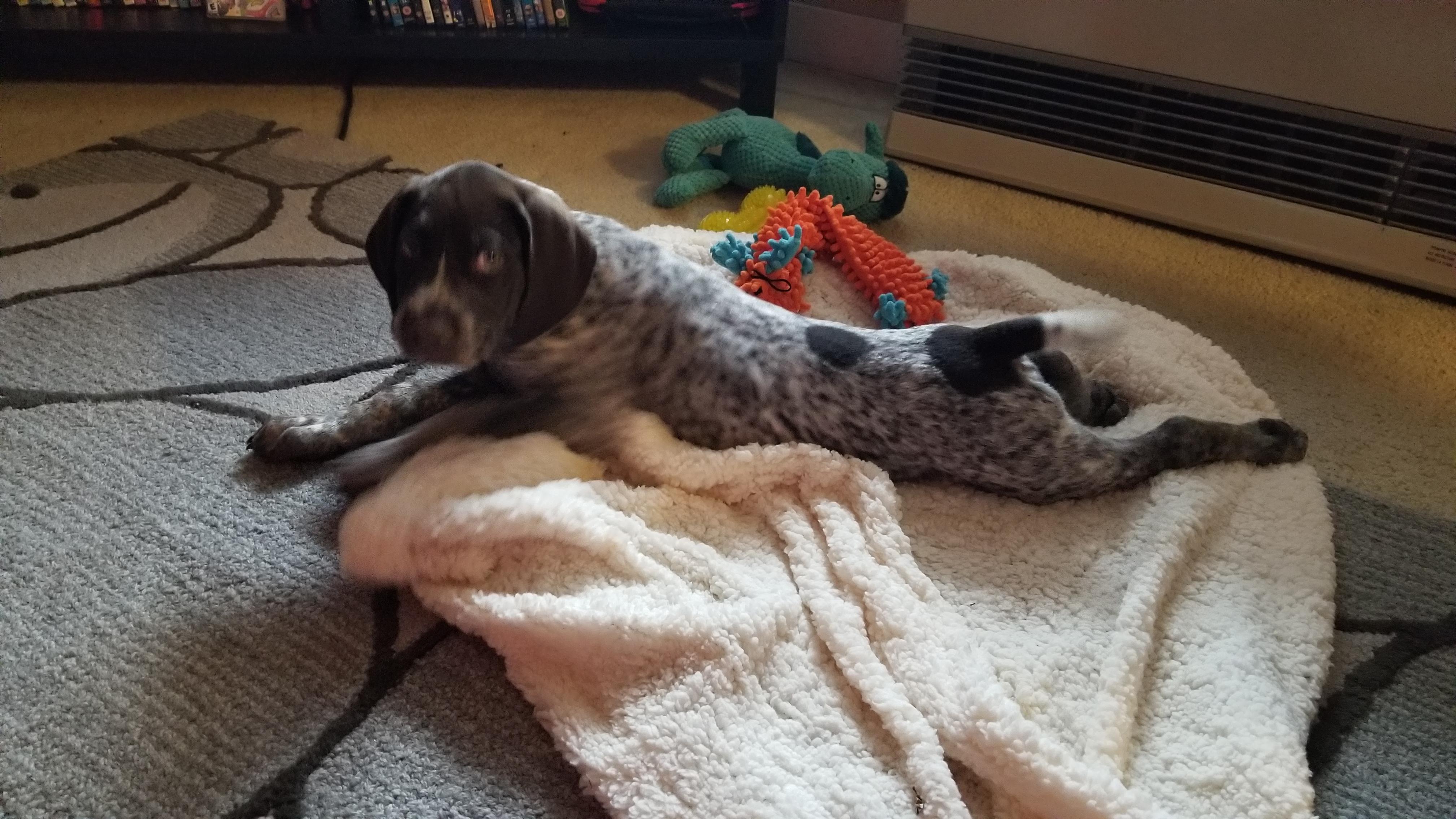 My 9 week old practicing his sultry poses. | Scrolller