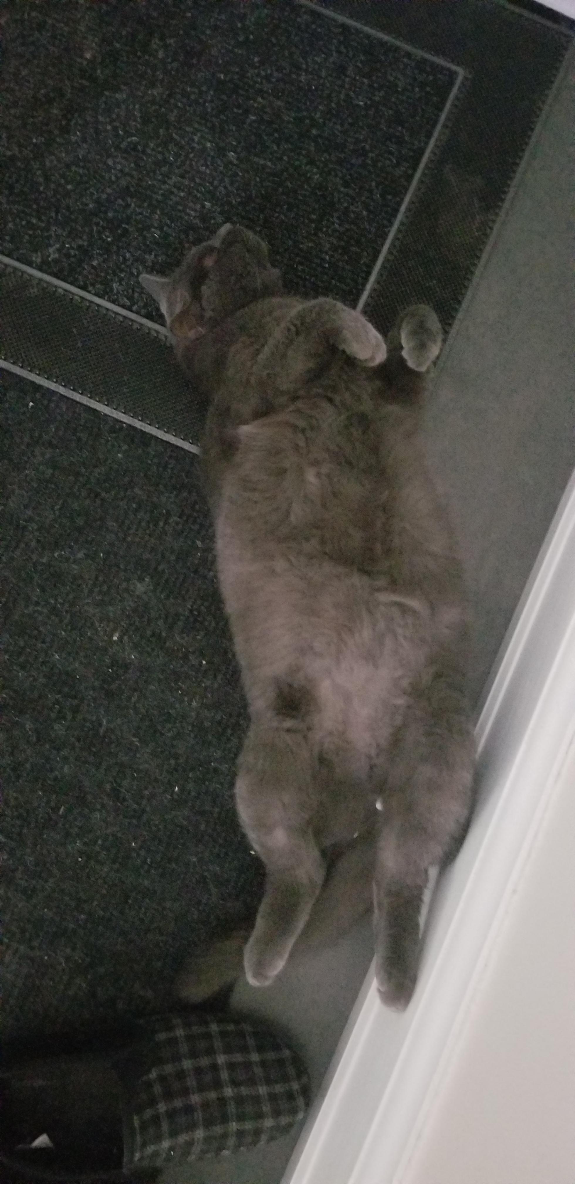 My adorable chonker | Scrolller