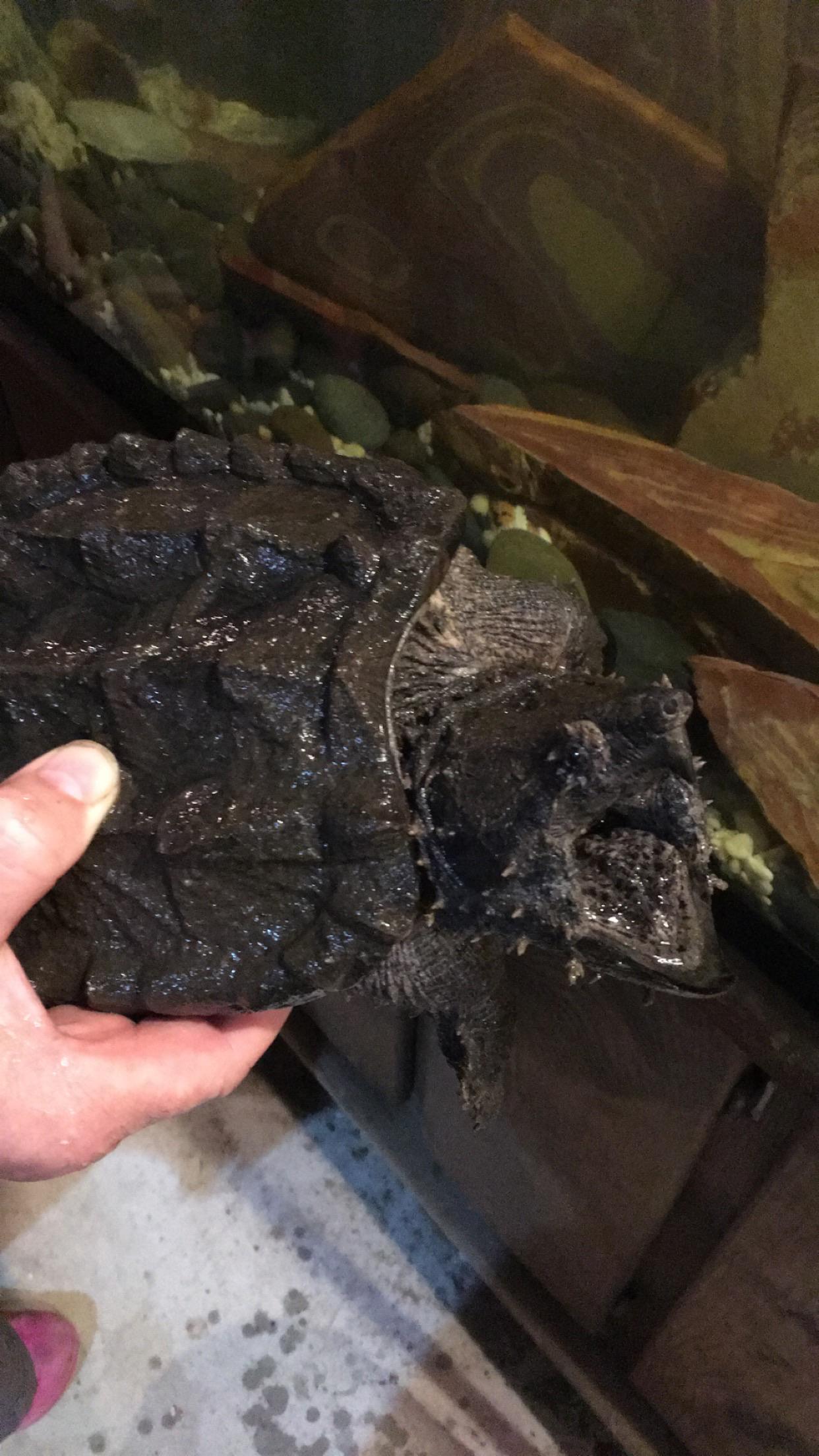 My alligator snapper! | Scrolller