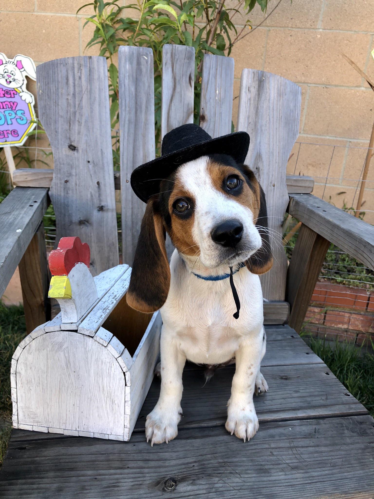 My Angus is the goodest boy in the west | Scrolller