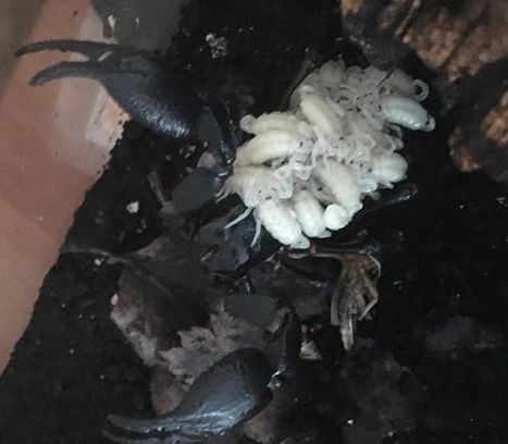 My asian forest scorpion and her babies! | Scrolller