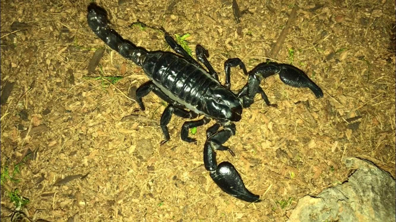 My Asian Forest Scorpion | Scrolller