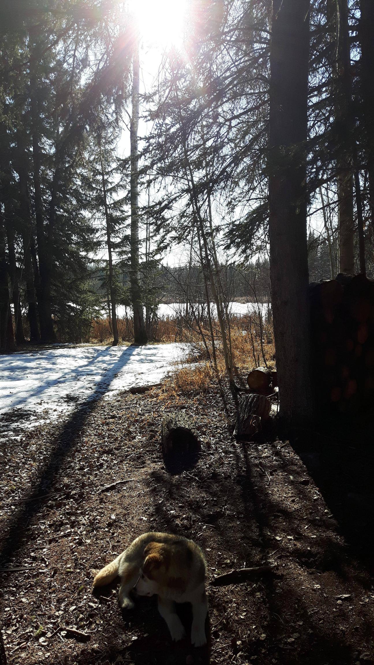 My backyard in Alberta Canada | Scrolller