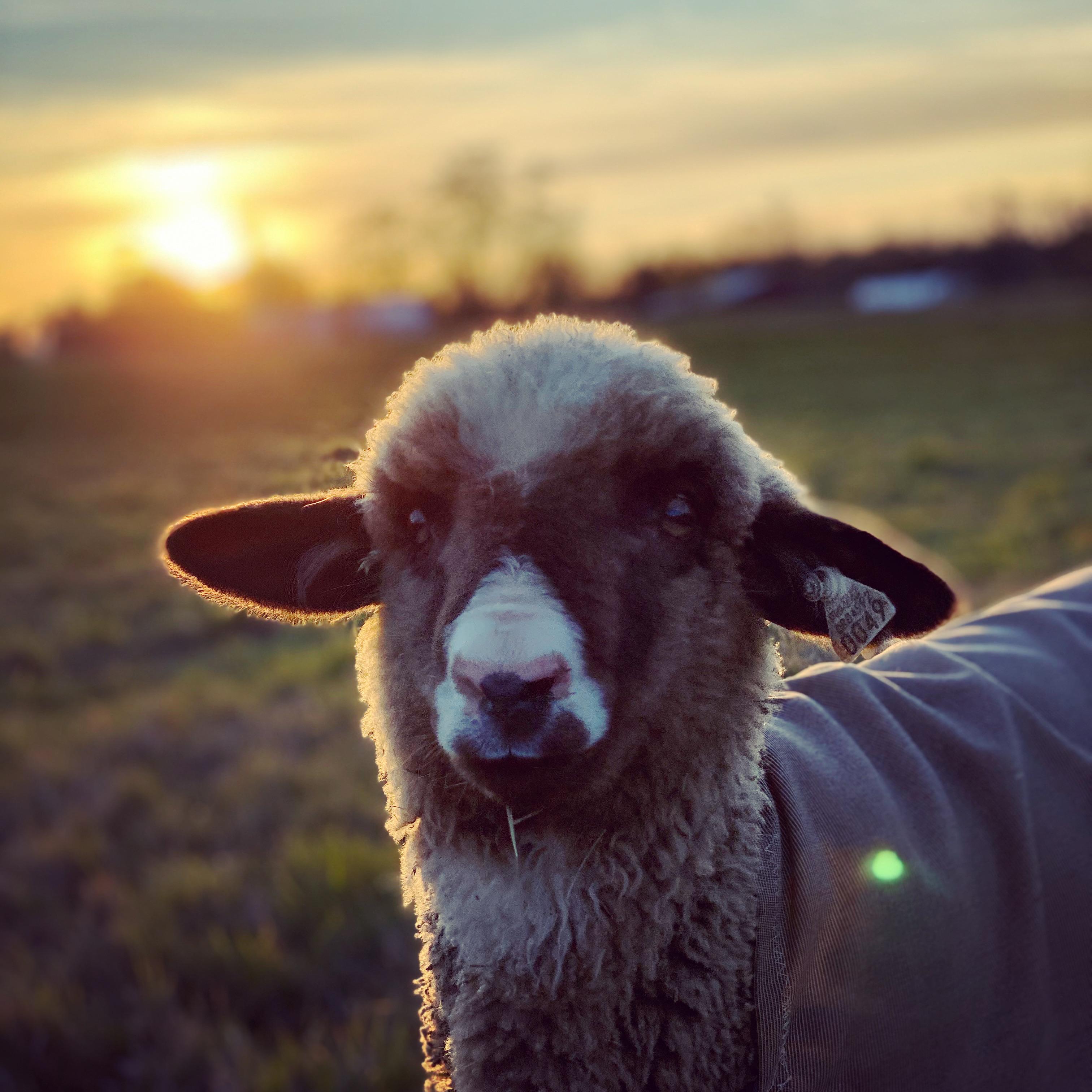 My Bananarama looking extra sweet in the golden light | Scrolller