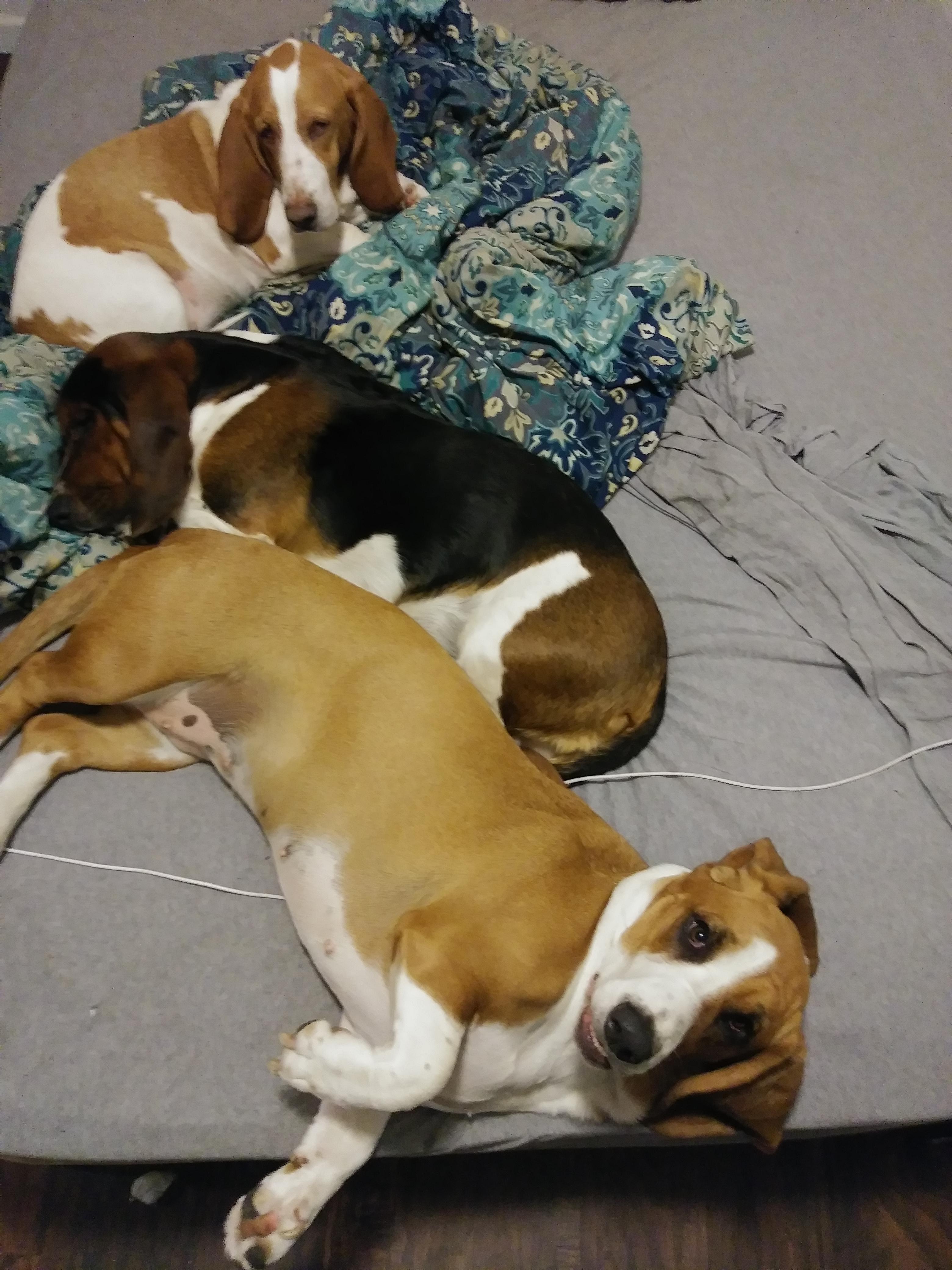 My Bassett Hound cuddle puddle | Scrolller