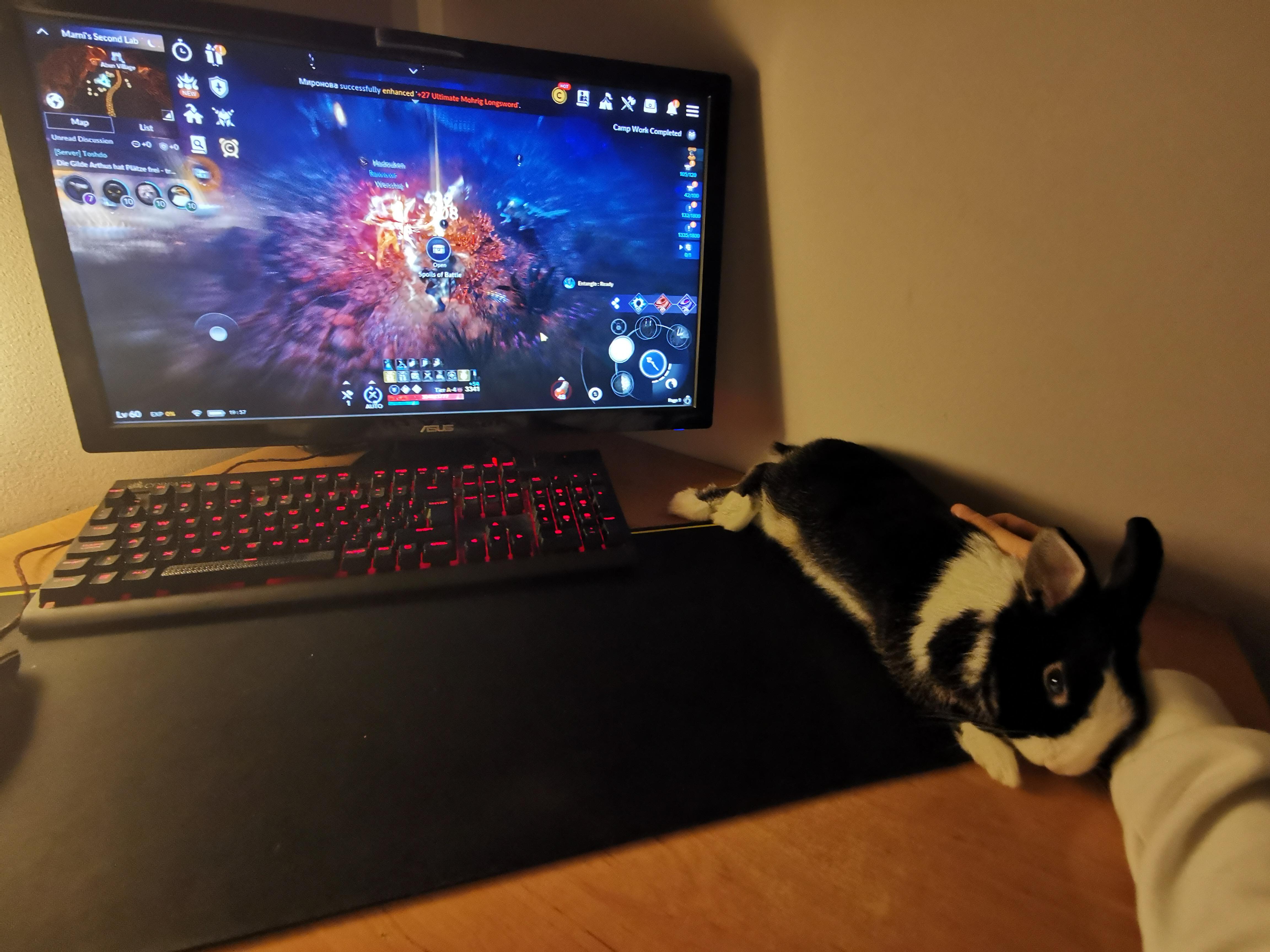 My BDM gaming companion fluff ball | Scrolller