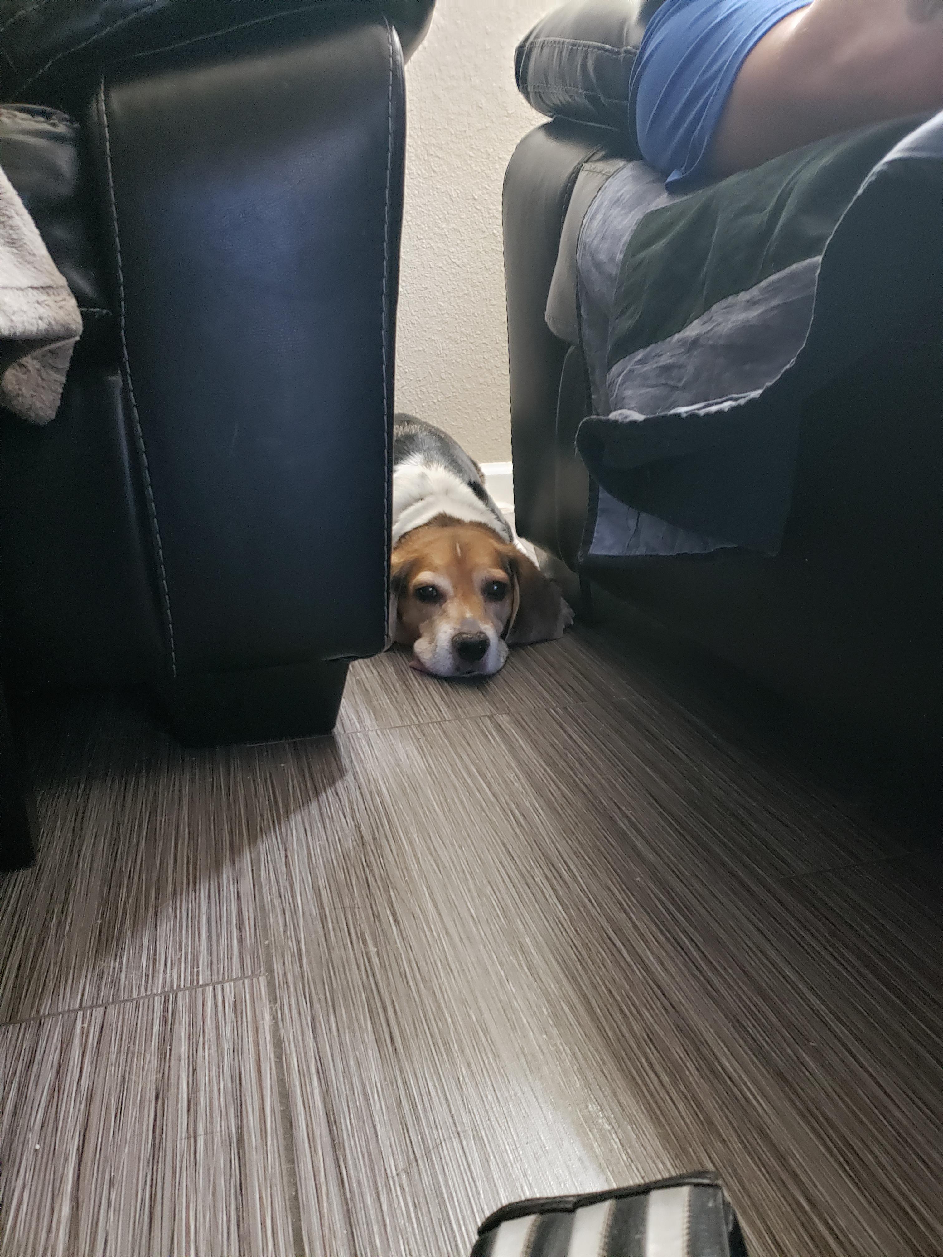 My Beagle's hiding spot in the vacation rental lol | Scrolller