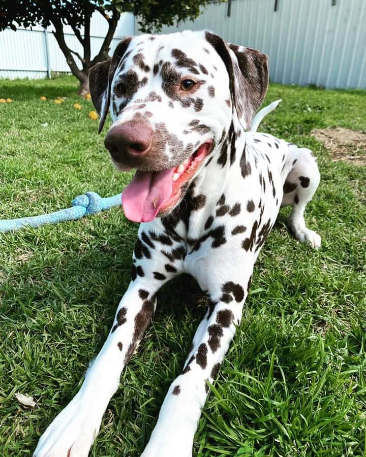 My beautiful boy Dex | Scrolller