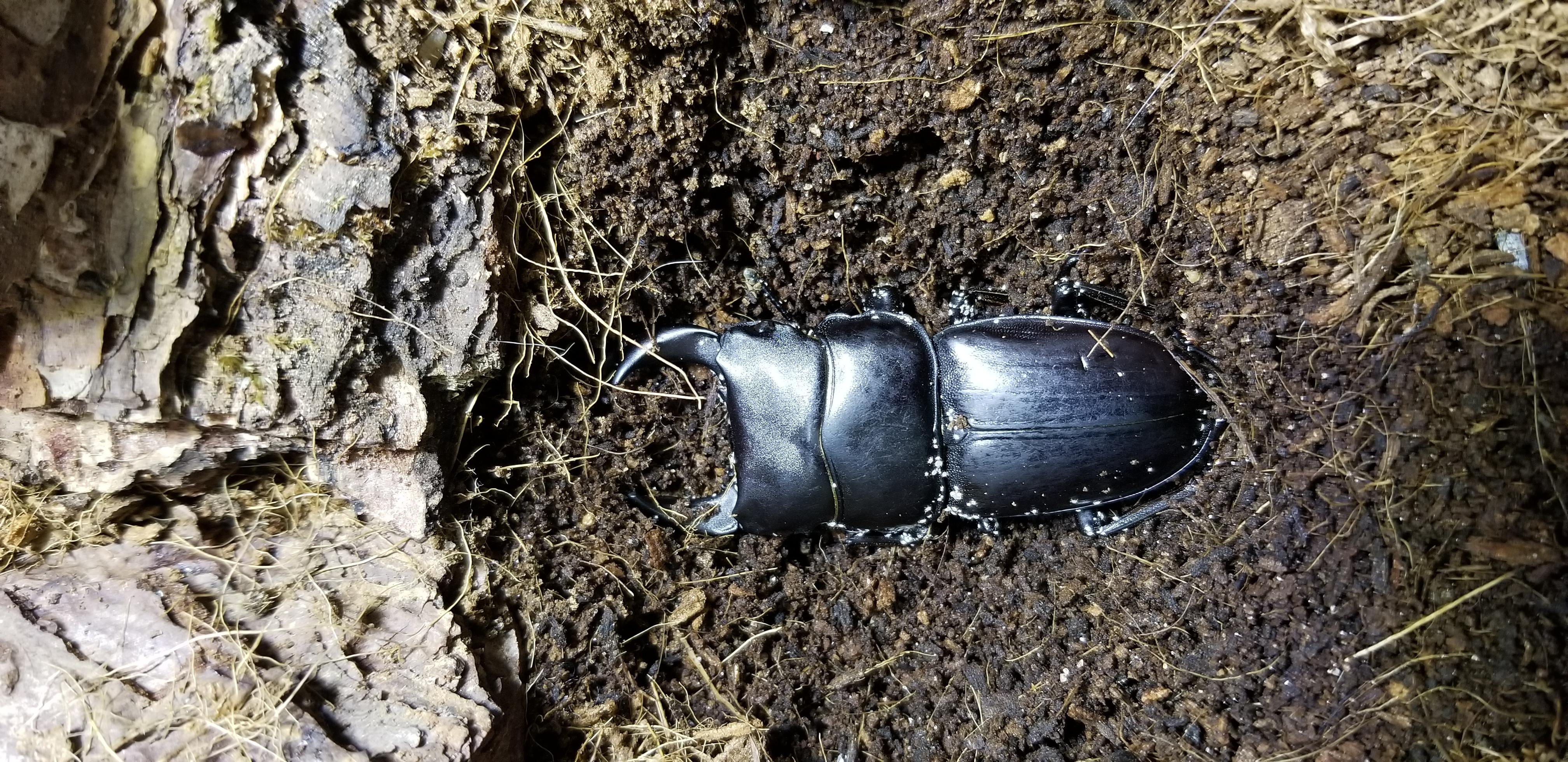 My beetle is covered with white tiny bugs, is this normal? What is it? Oh and hi! First time ...