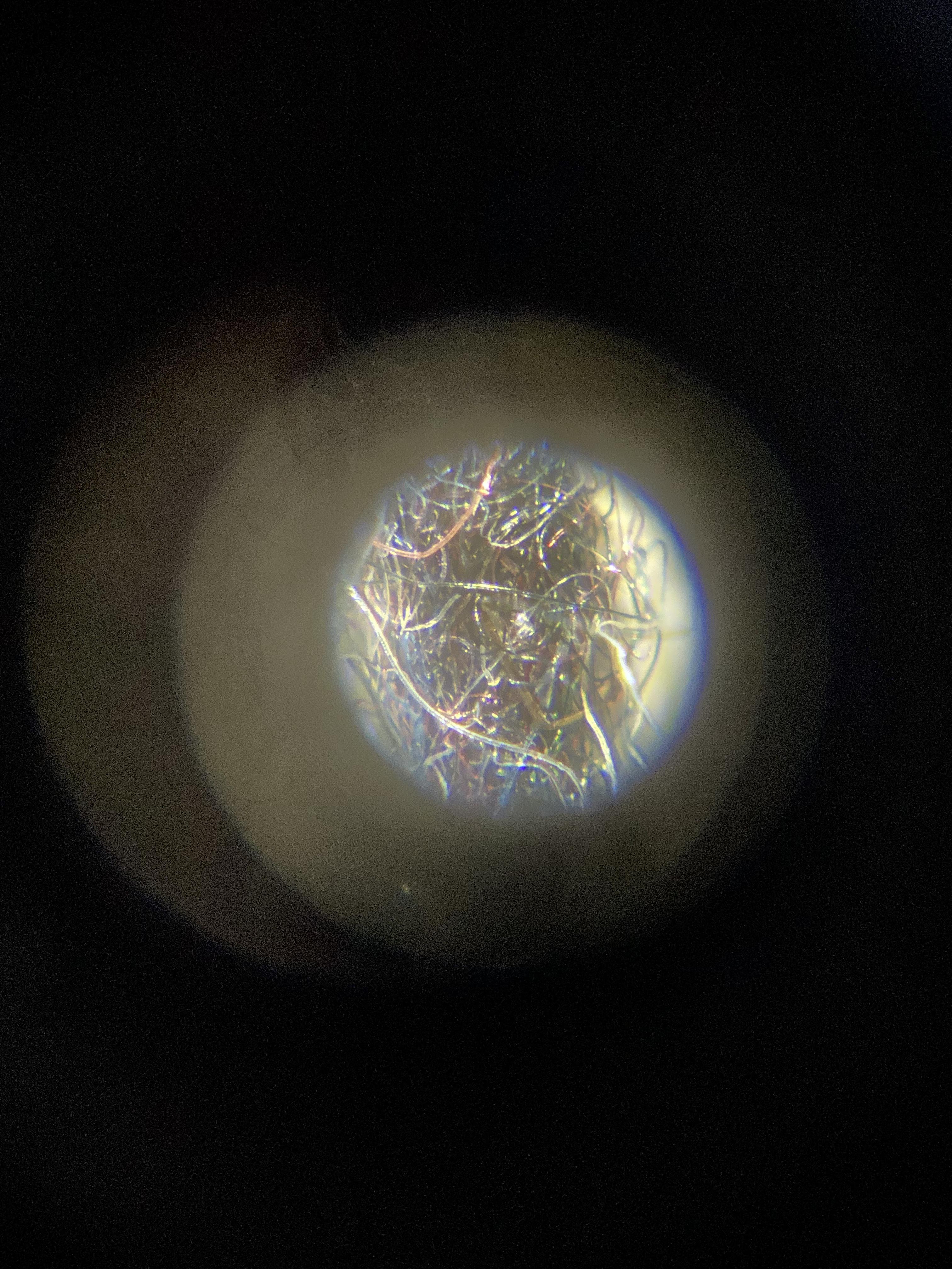 My belly button lint under 60x magnification. | Scrolller