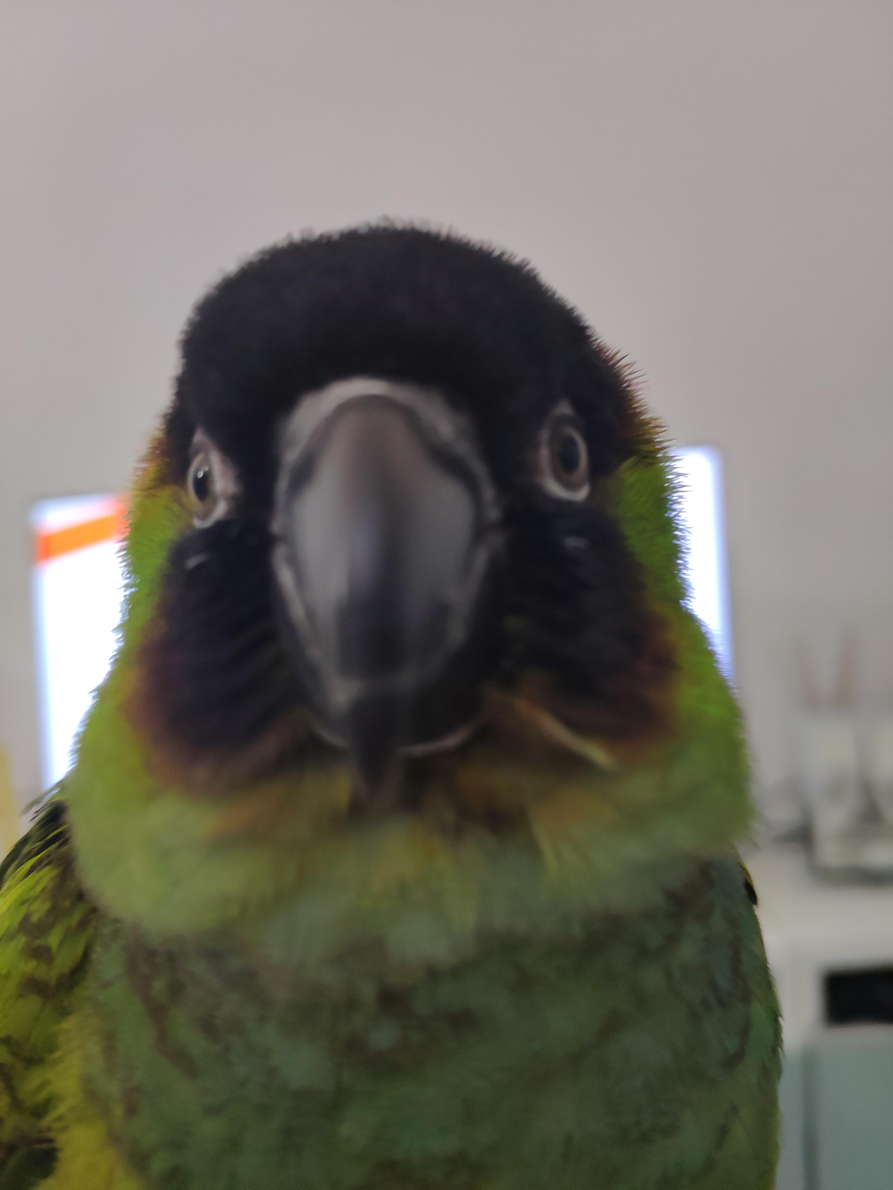 My beloved borb | Scrolller