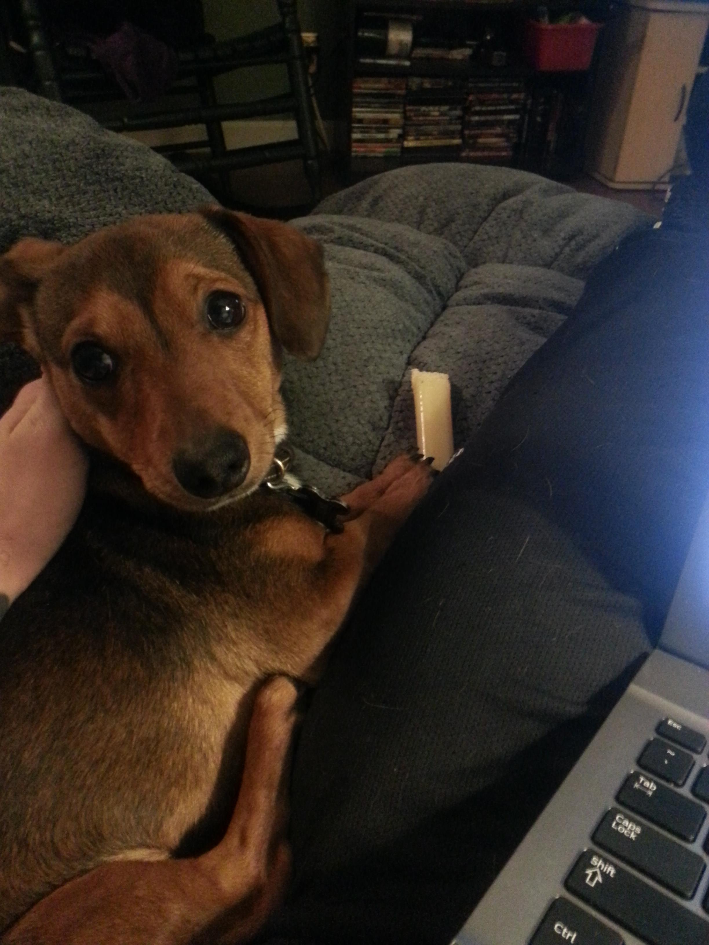 My best friend Osskar. He love his bone | Scrolller