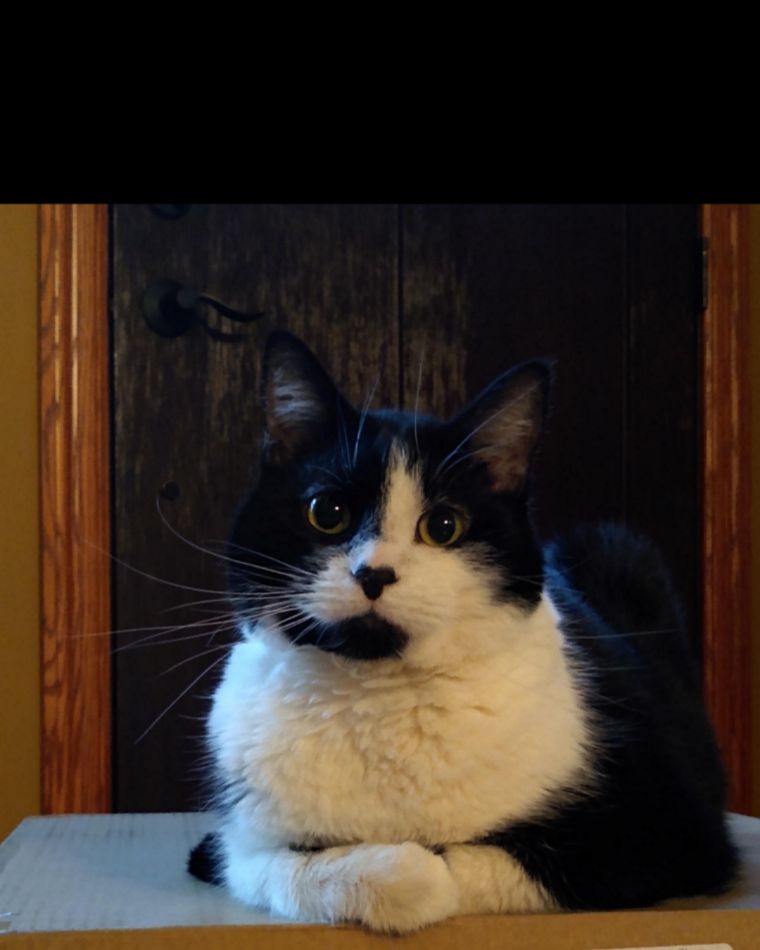 My best friend, Simba | Scrolller