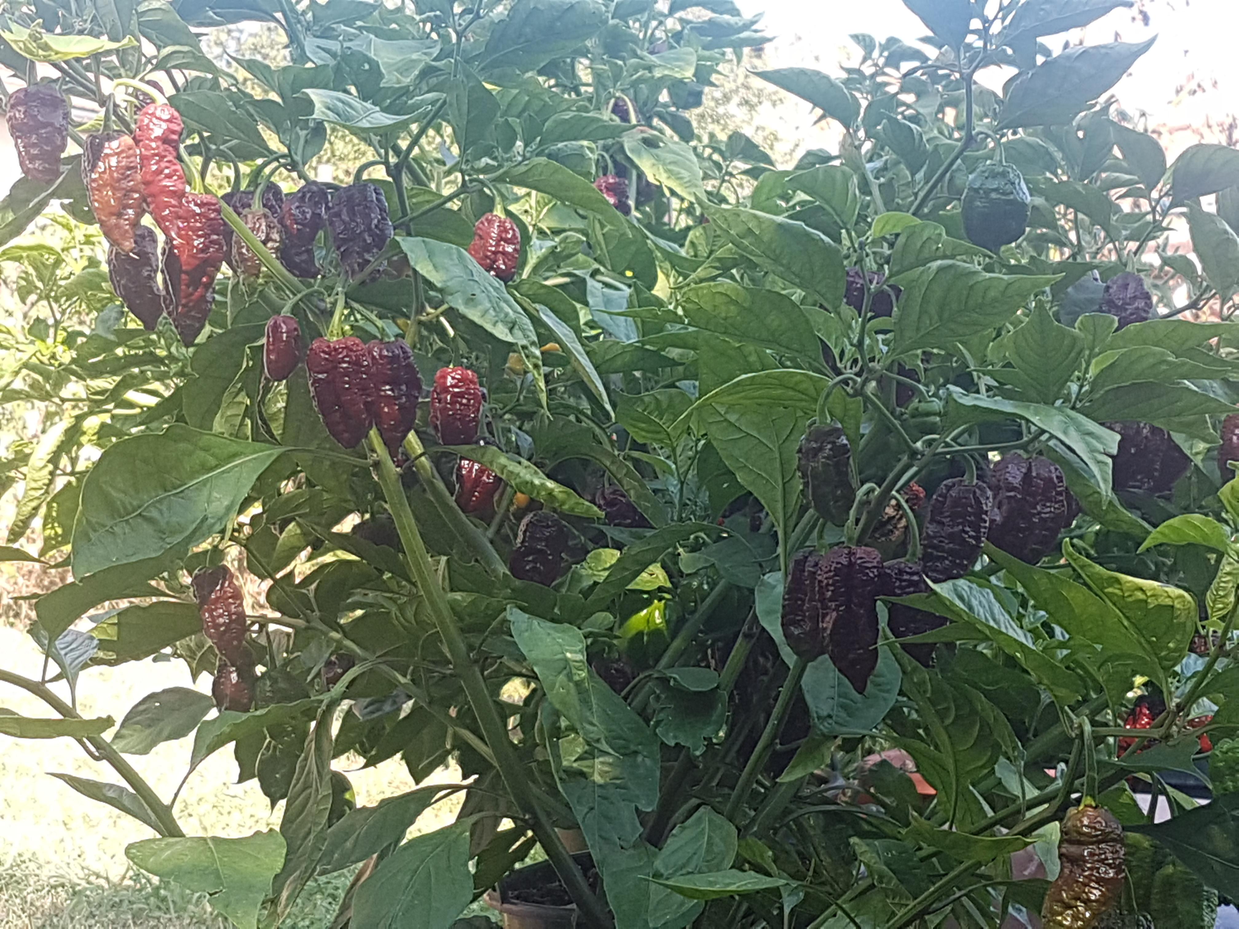 My big black mama plant | Scrolller