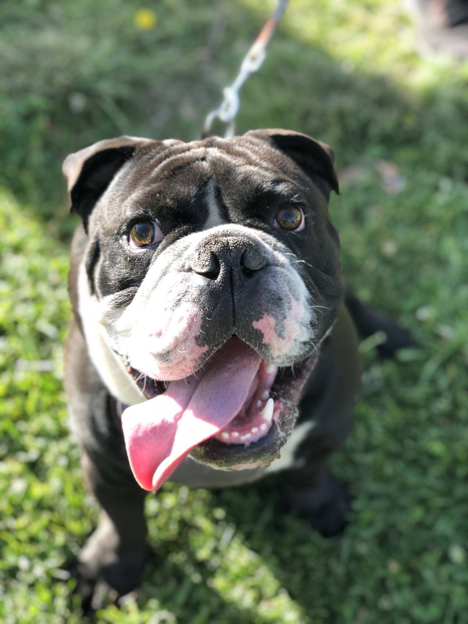 My Big Boy Bruno | Scrolller