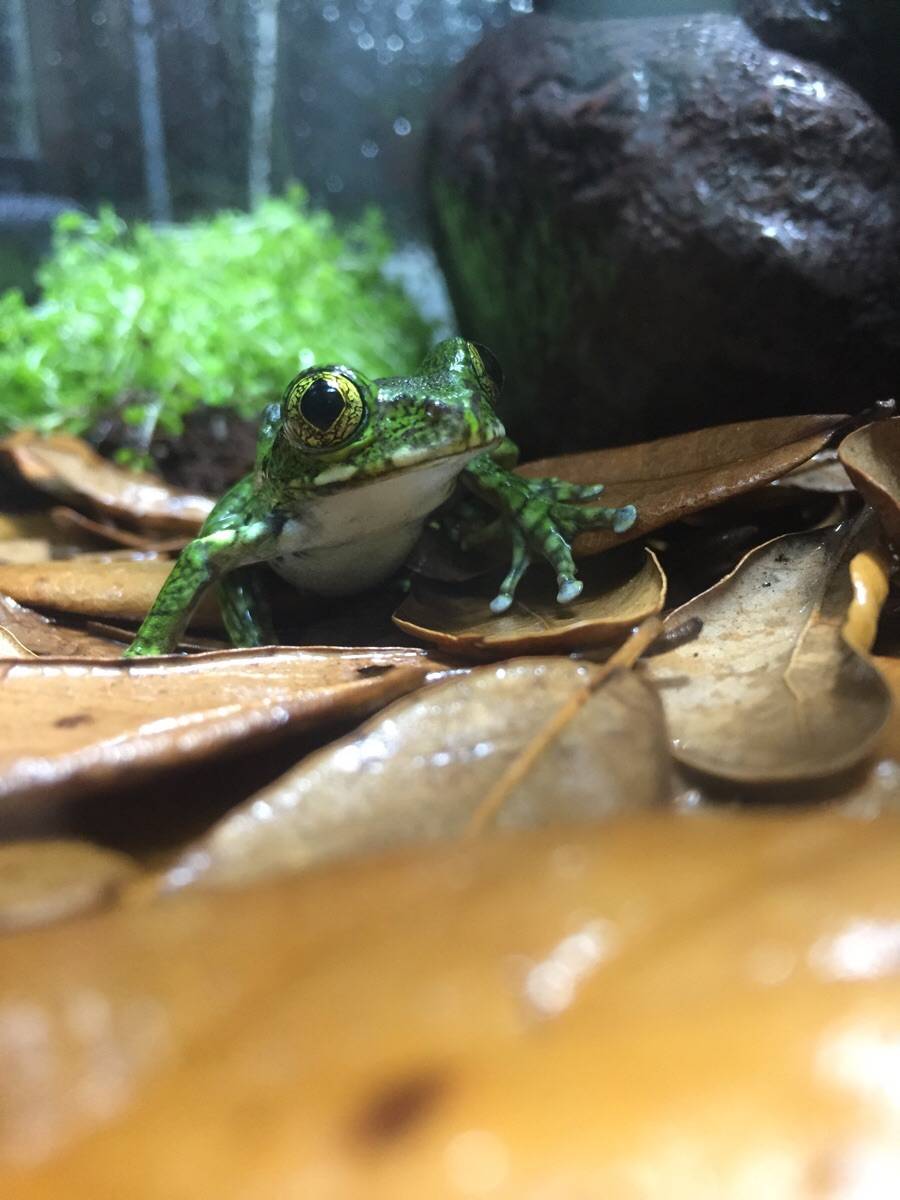 My Big Eyed Tree-Frog enjoying its new vivarium! | Scrolller