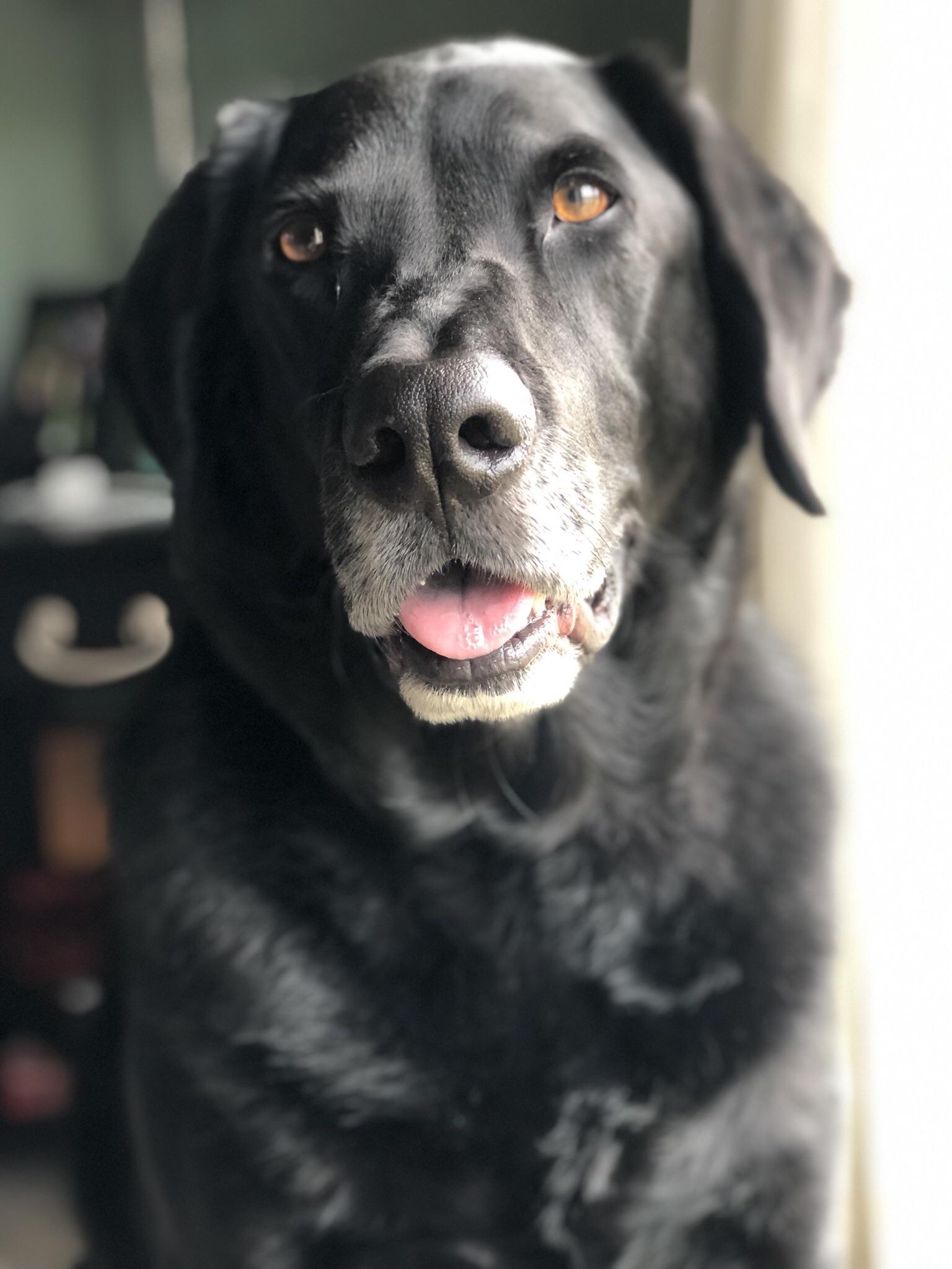 My black lab looking handsome | Scrolller