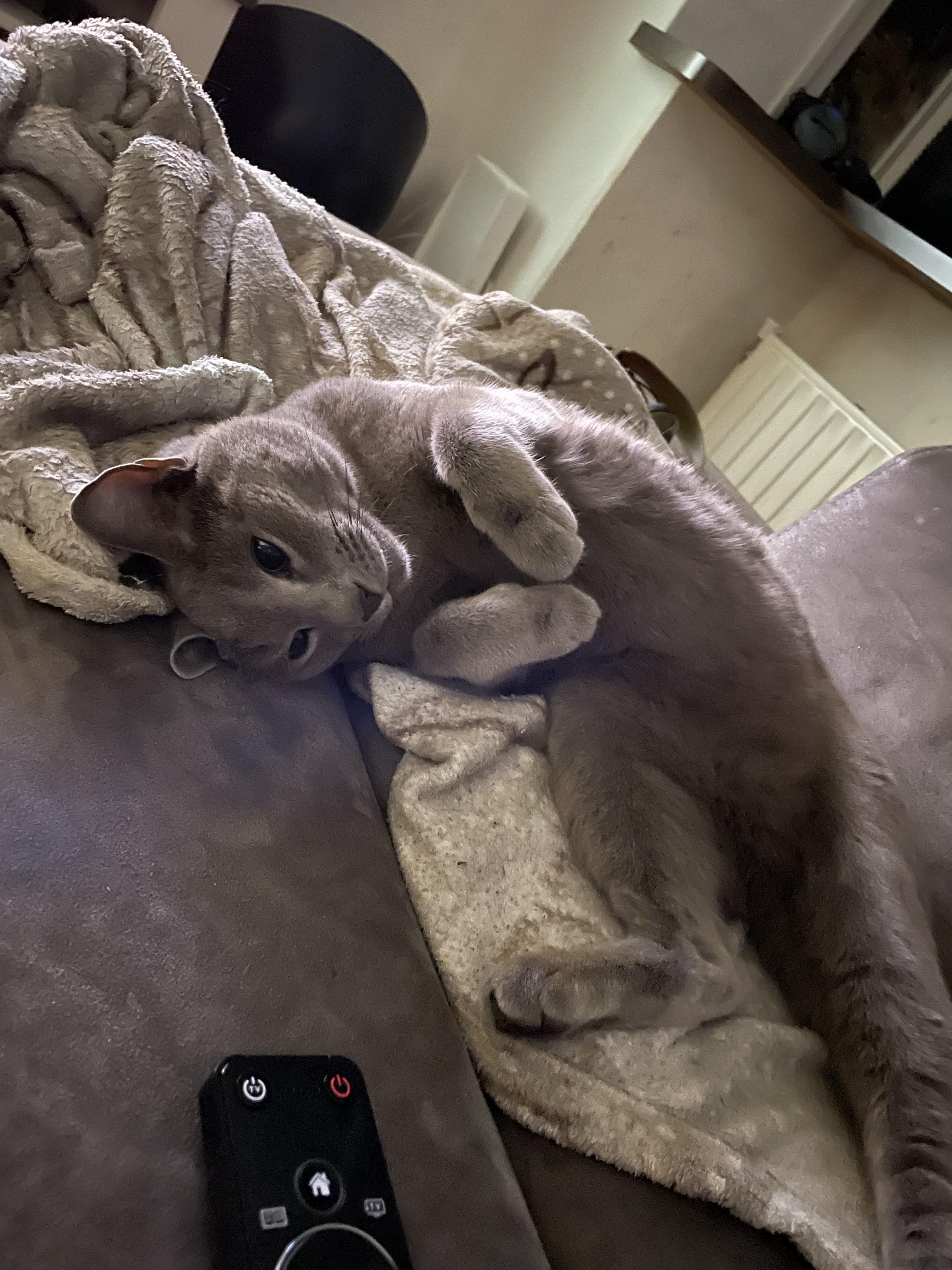 My bleu Russian | Scrolller