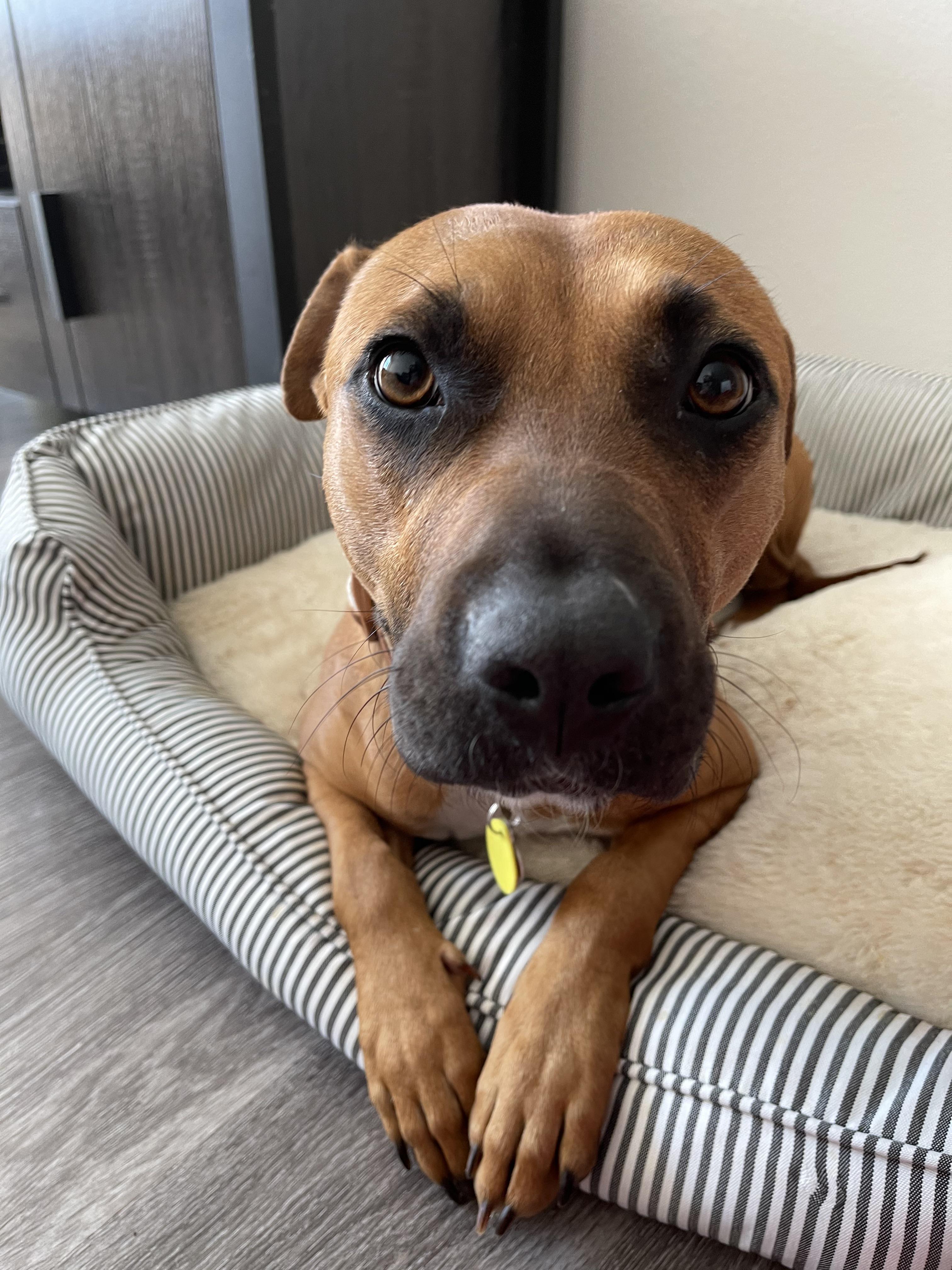 my BMC/ pit mix 💗 | Scrolller