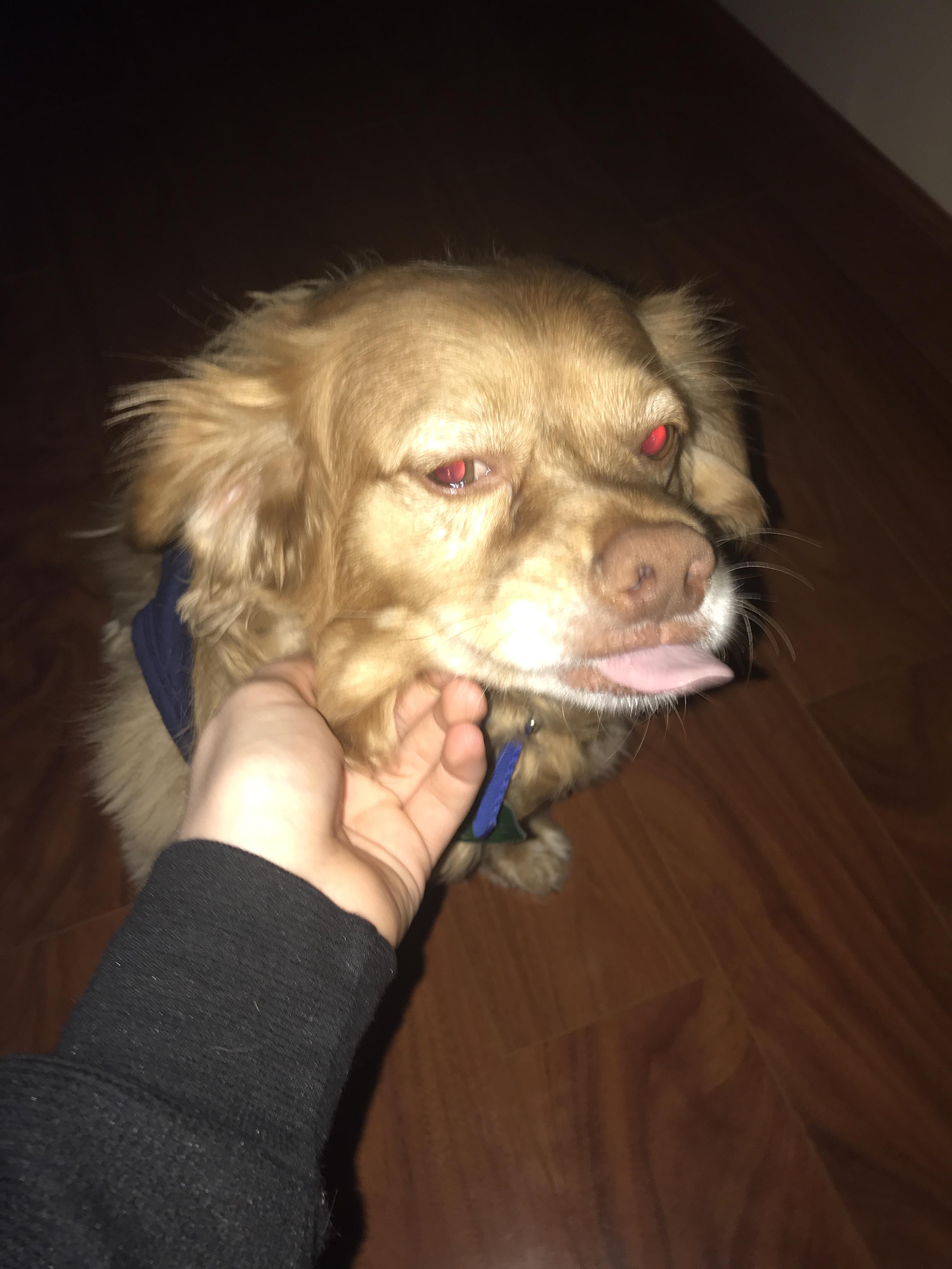 My boi cooper making faces | Scrolller