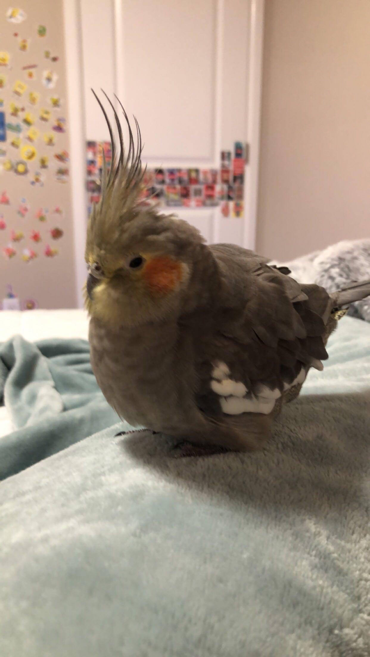 My Borb | Scrolller