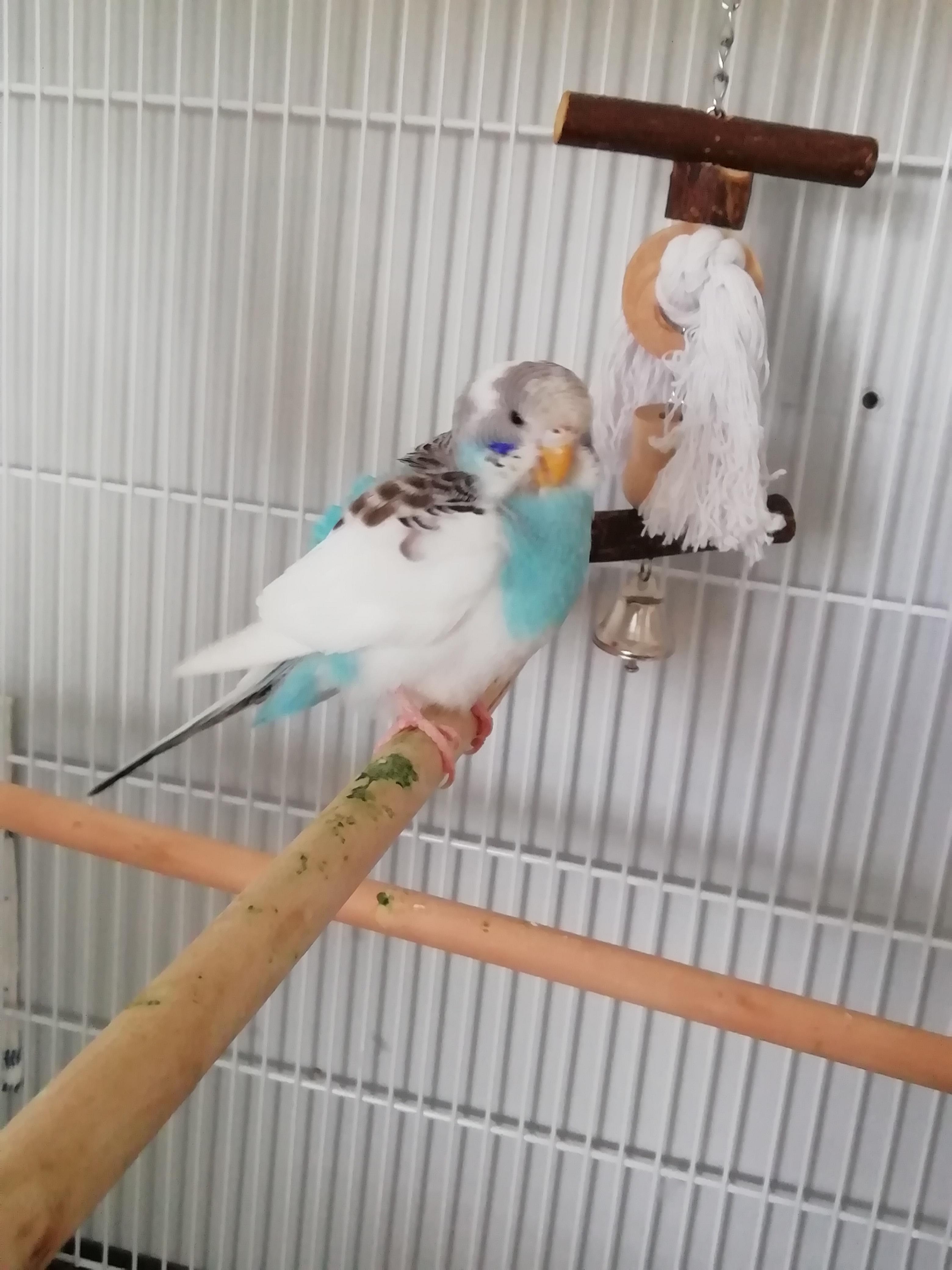 My borb fluffier than yours | Scrolller