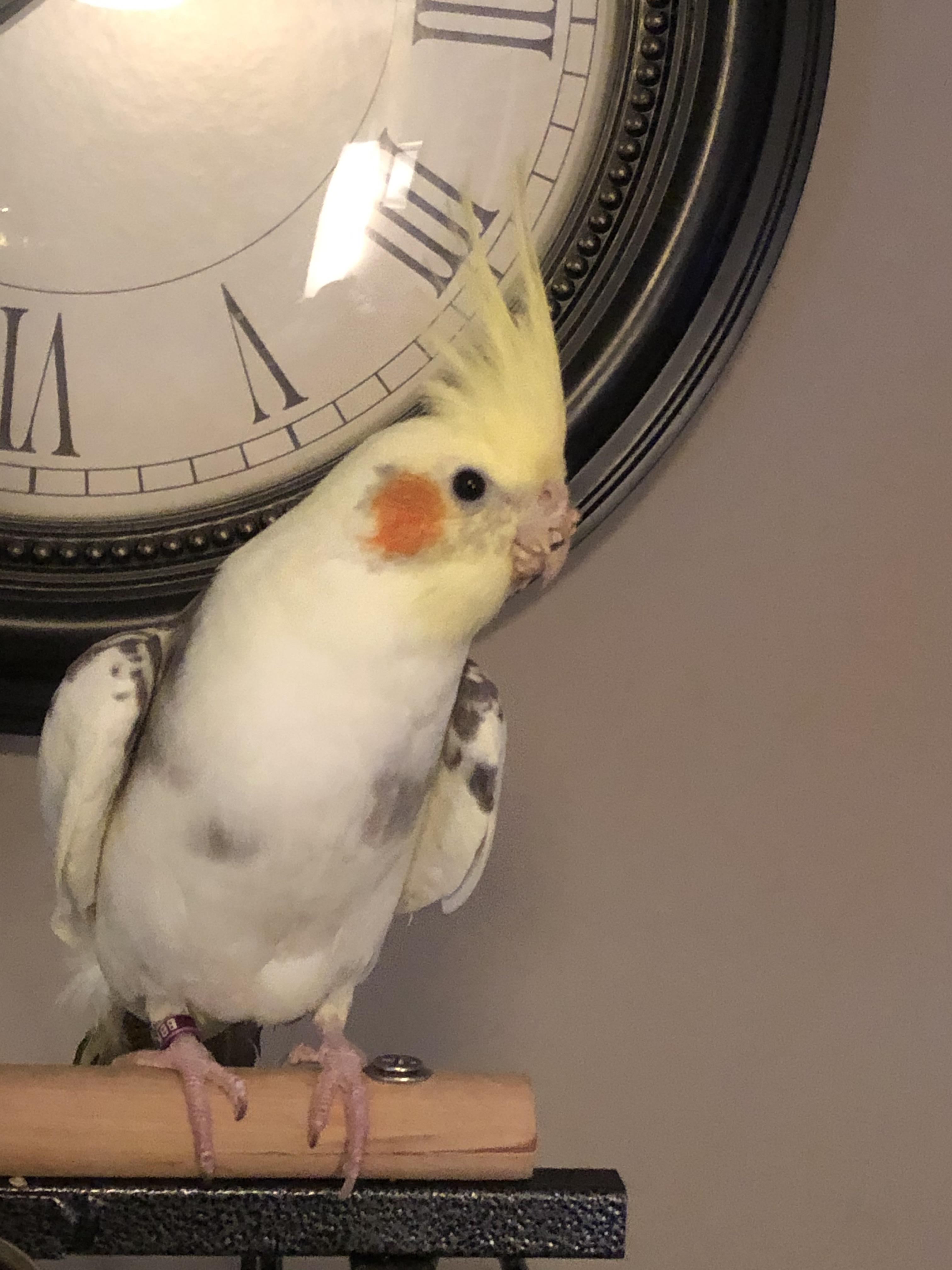 My borb with her messy beak | Scrolller