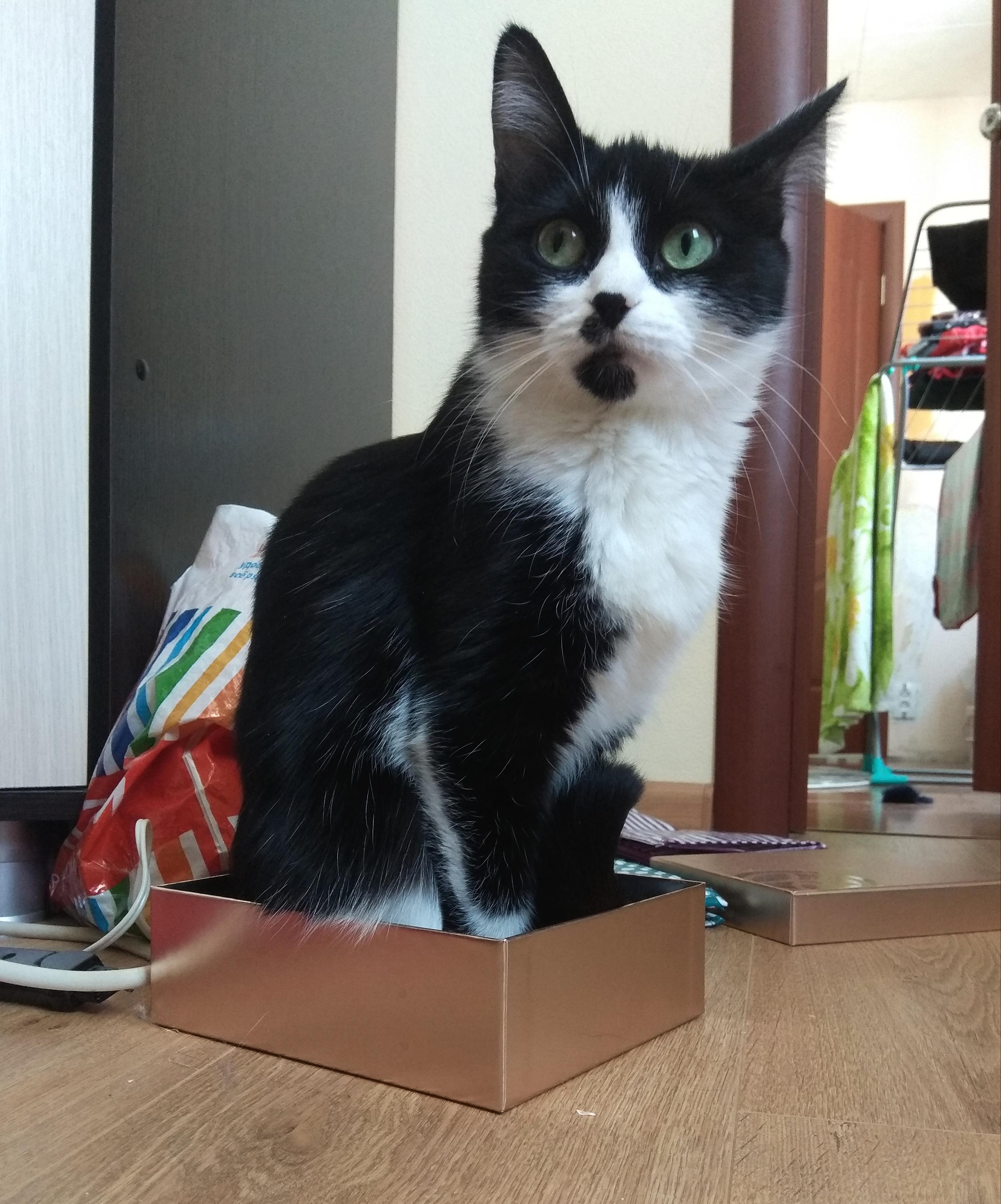 My box cat looking confused | Scrolller