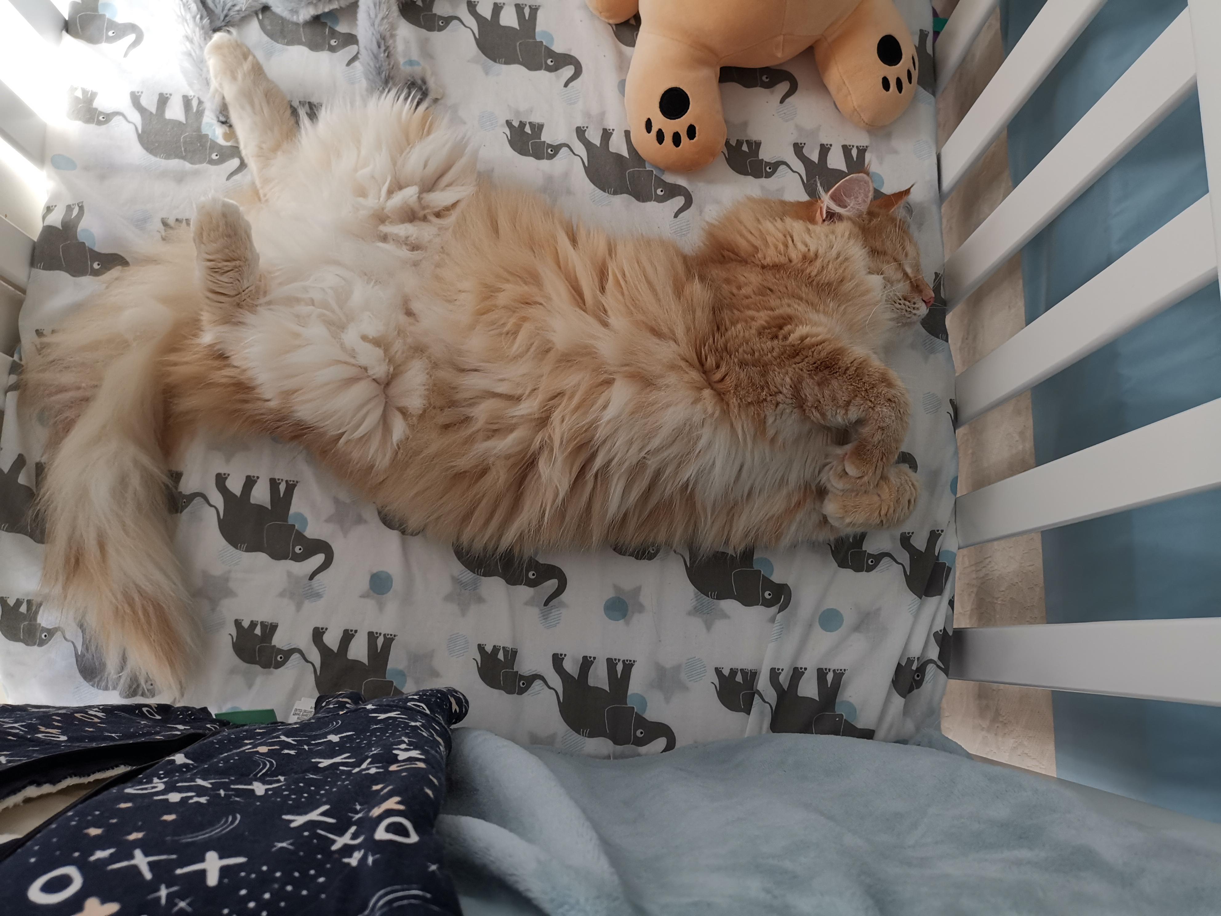 My boy all twisted up sleeping | Scrolller