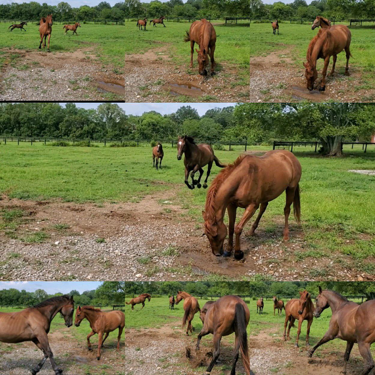 My boy coming in hot to claim the mud puddle | Scrolller