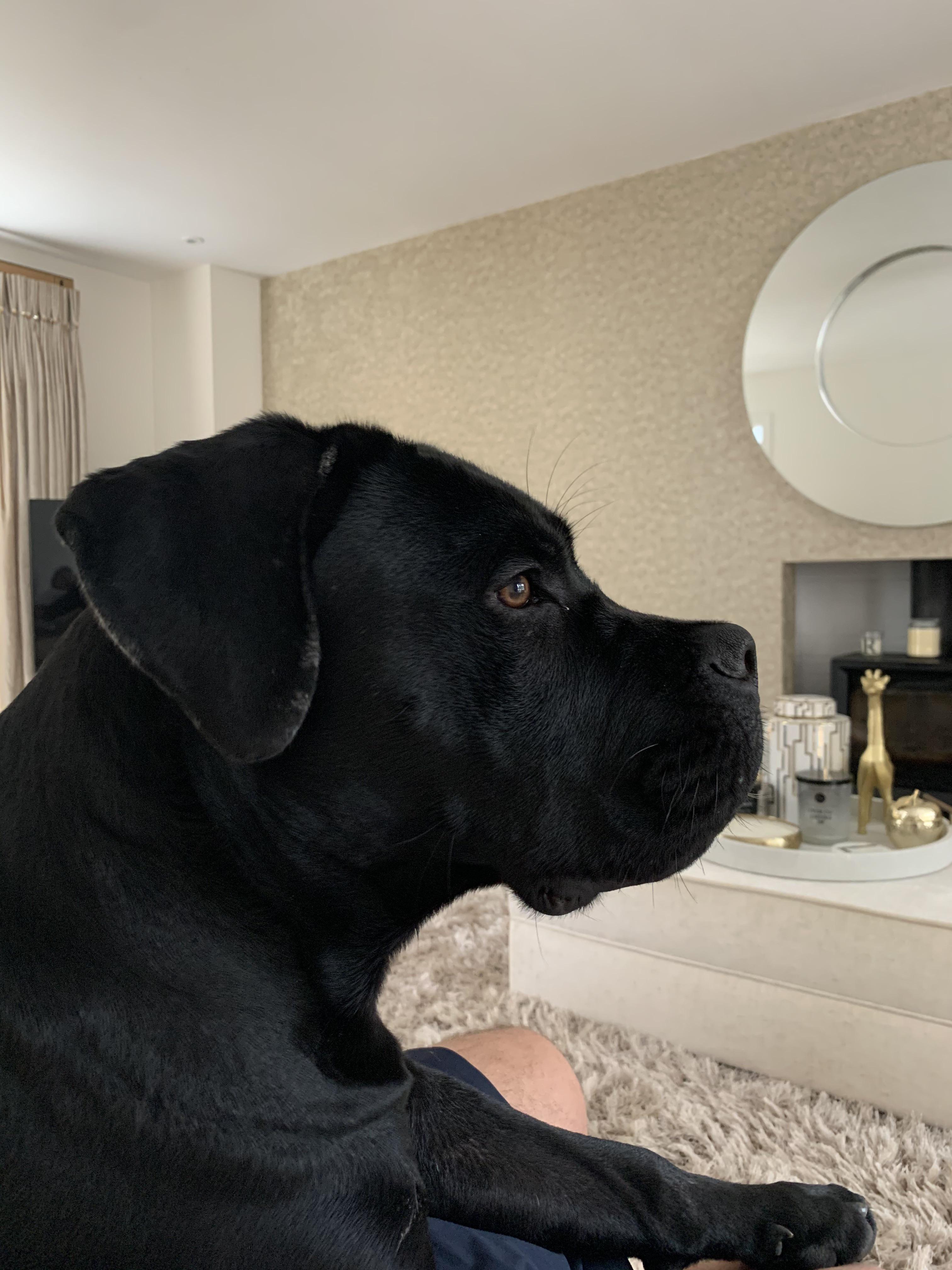 My boy, Cub. 6 months old and my best pal. | Scrolller