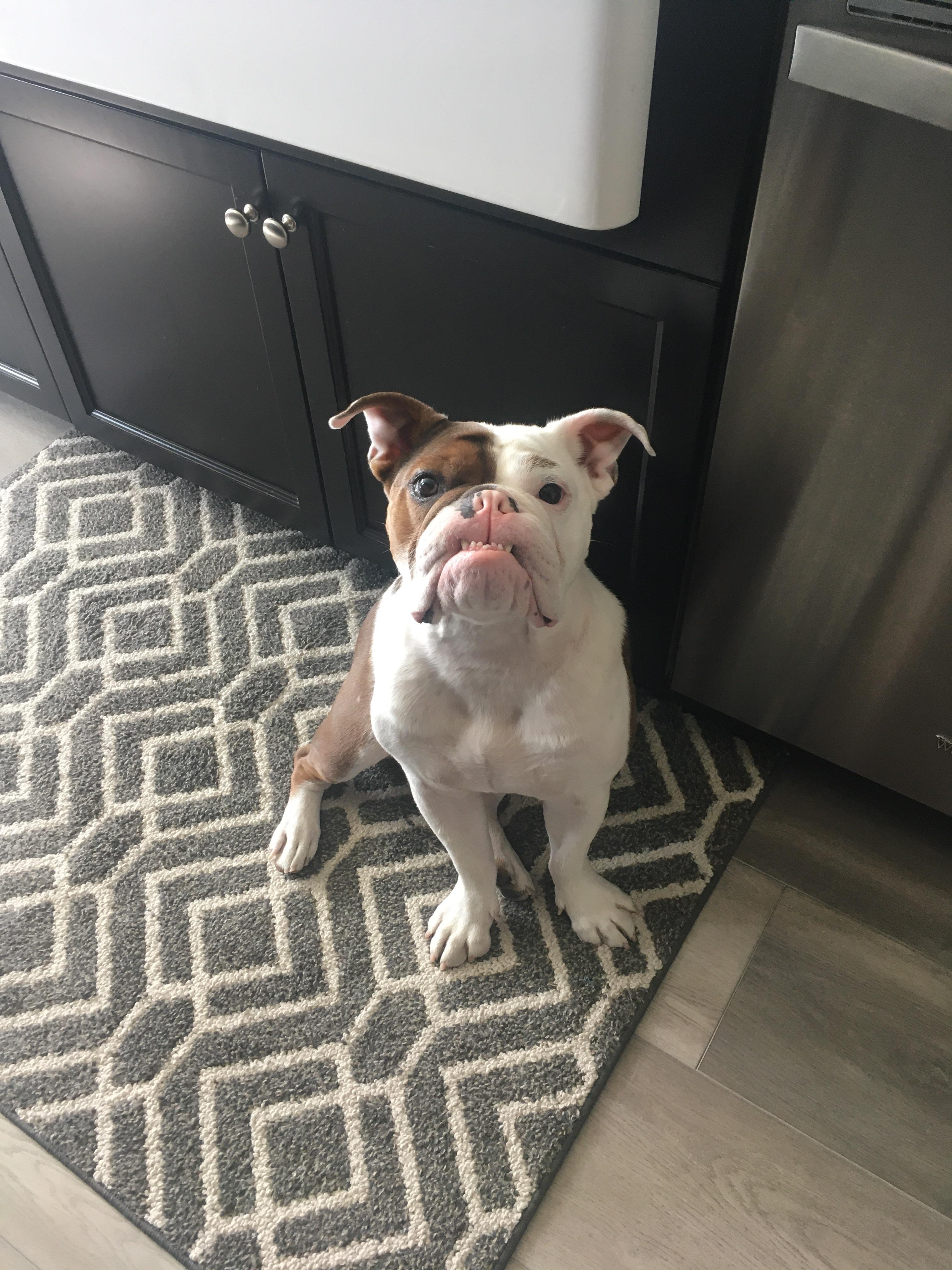 My boy Leo wanted to show his incredible smile 😬 | Scrolller