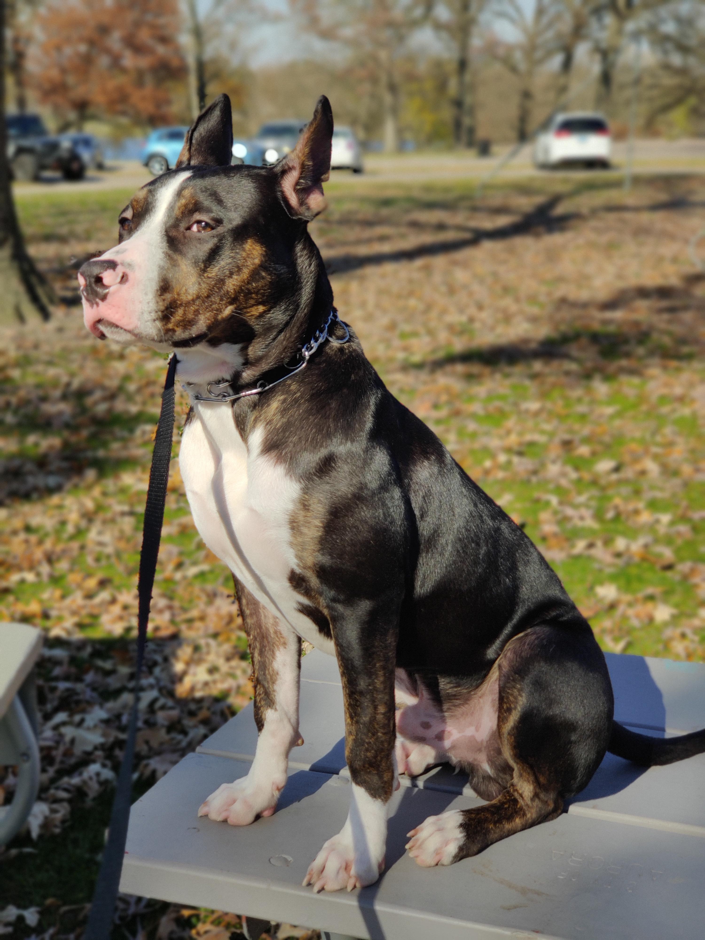 my boy samson that coat A1 ️ | Scrolller