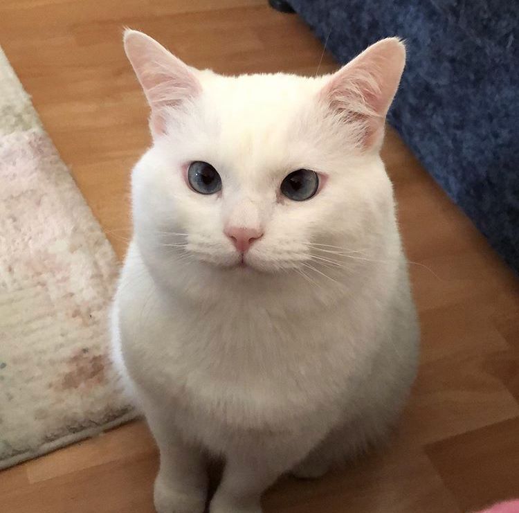 my boy's ID photo | Scrolller