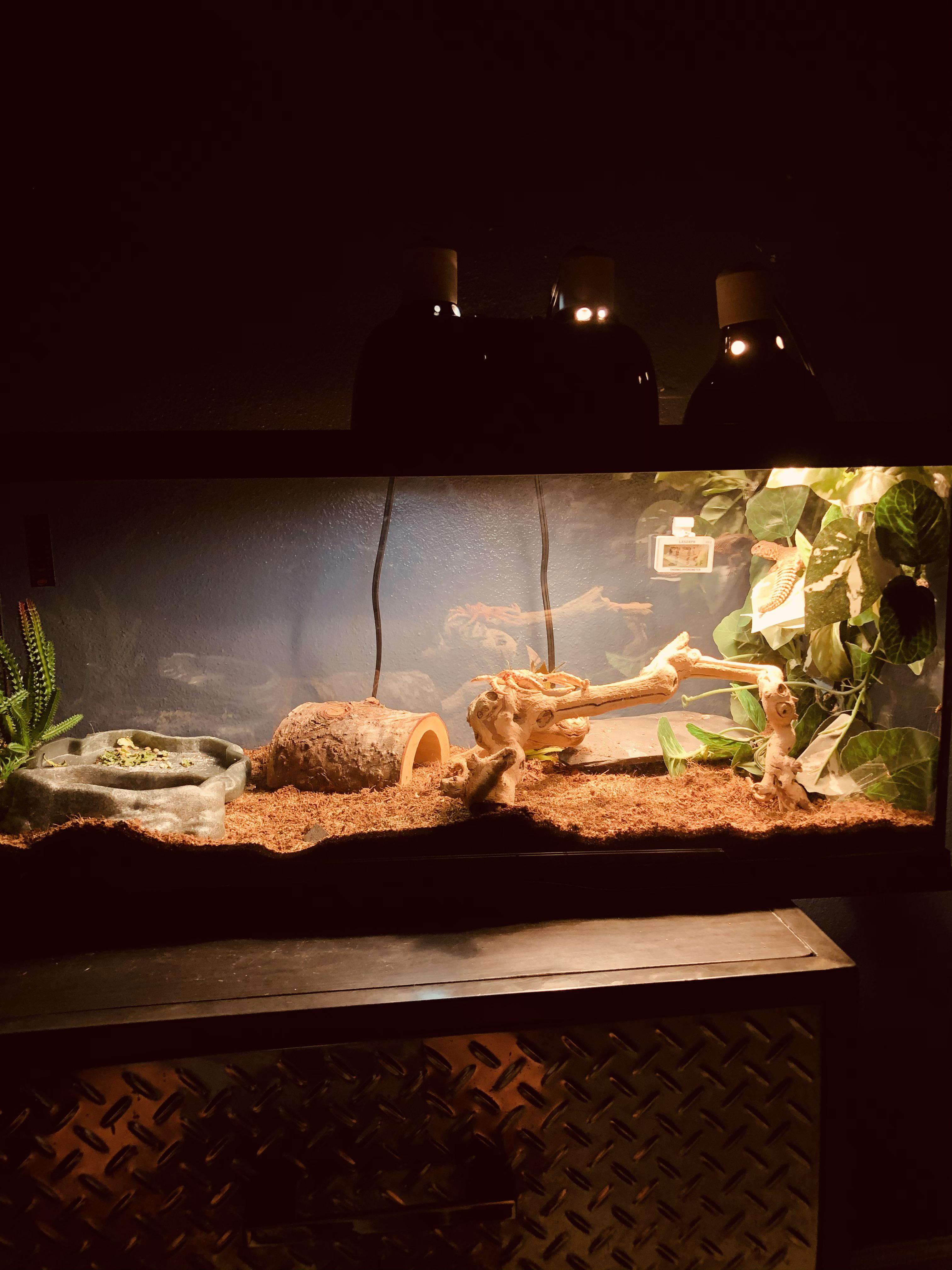 My cage setup for my uromastyx! | Scrolller