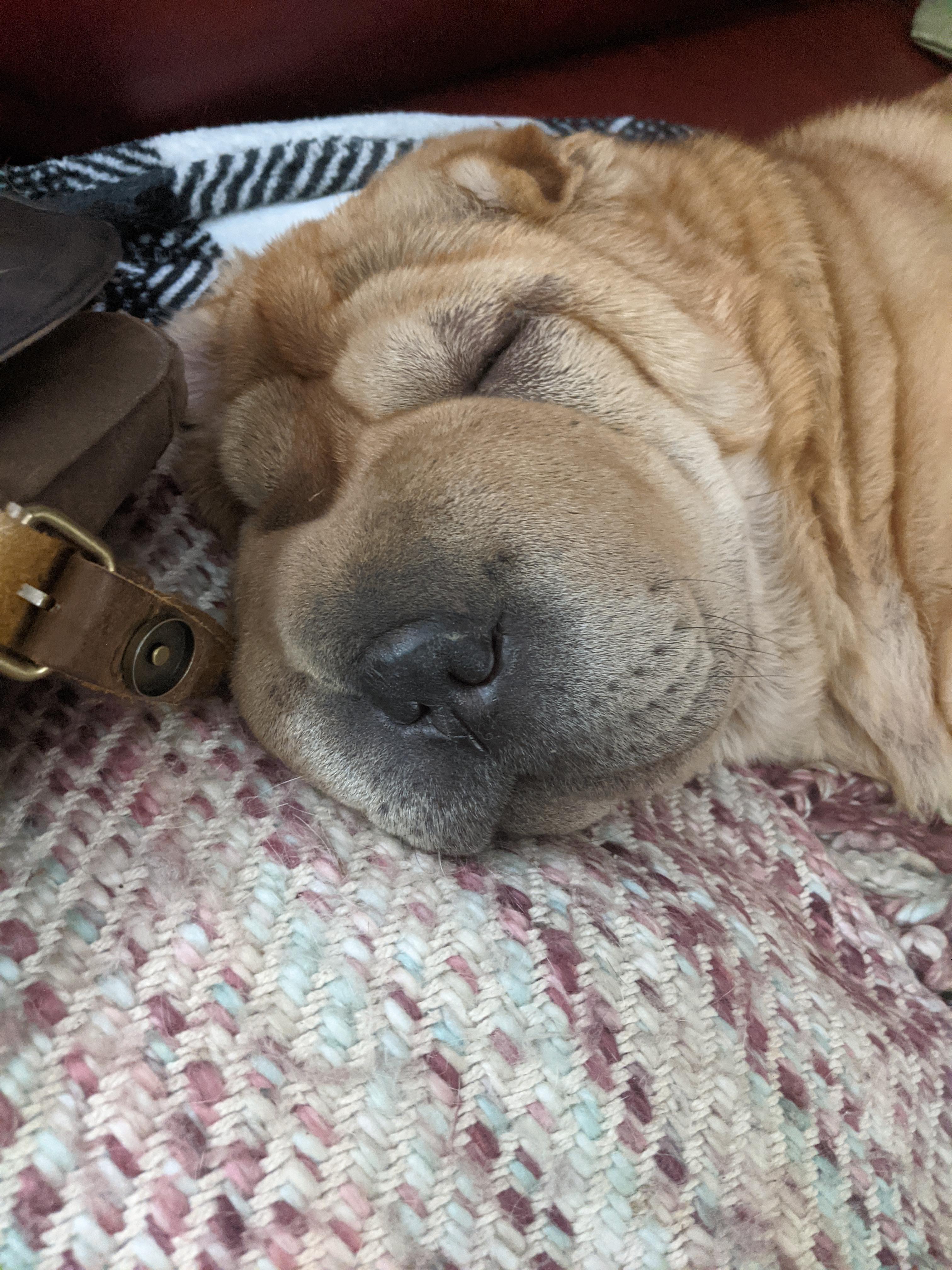 My cake day pupper | Scrolller