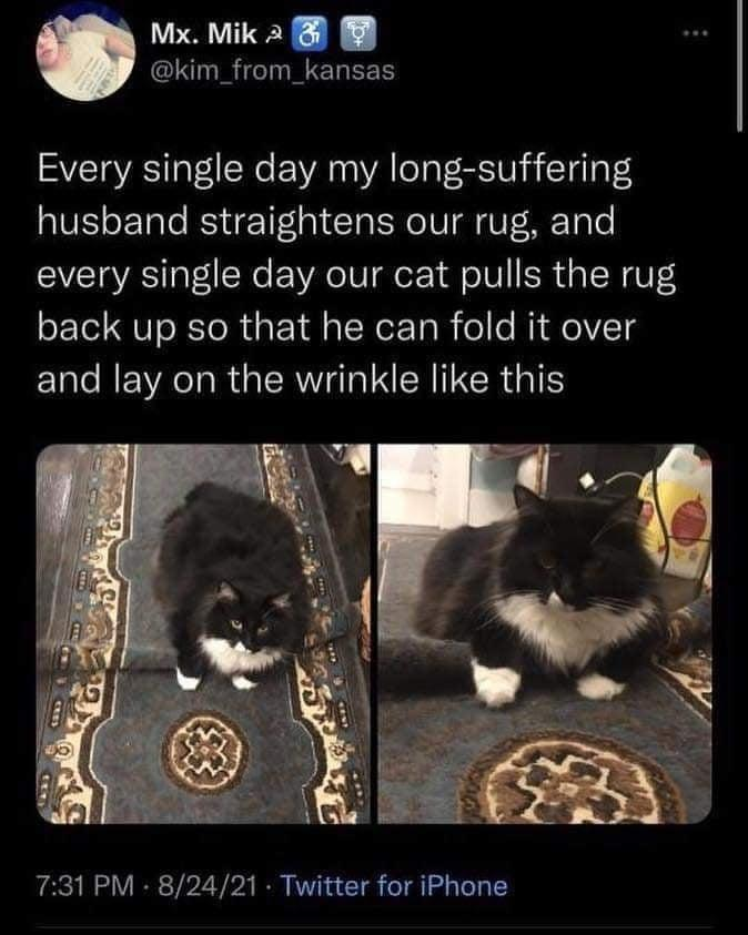 MY carpet! | Scrolller