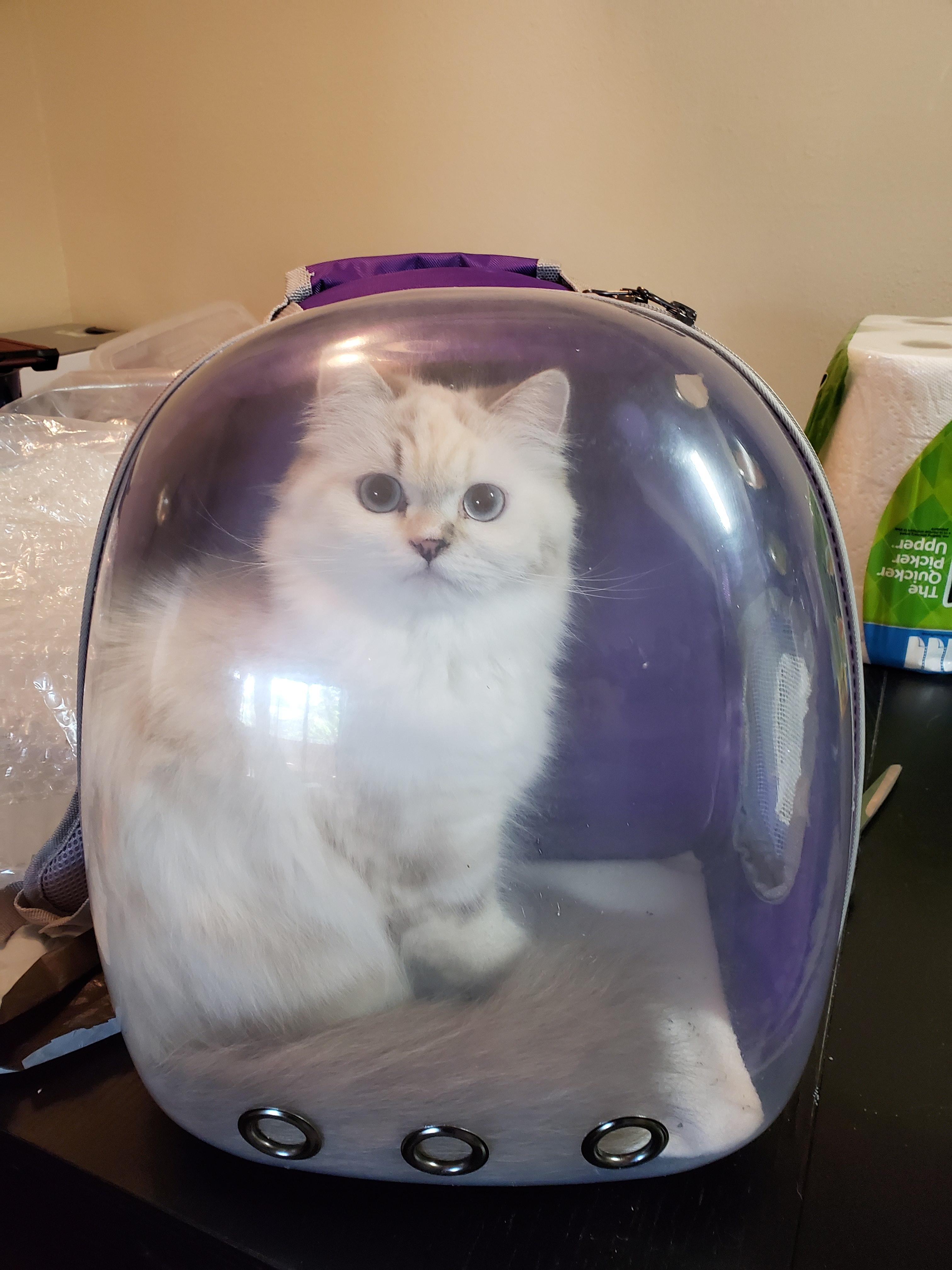 My cat Chips was very excited her new backpack came in the mail today! | Scrolller