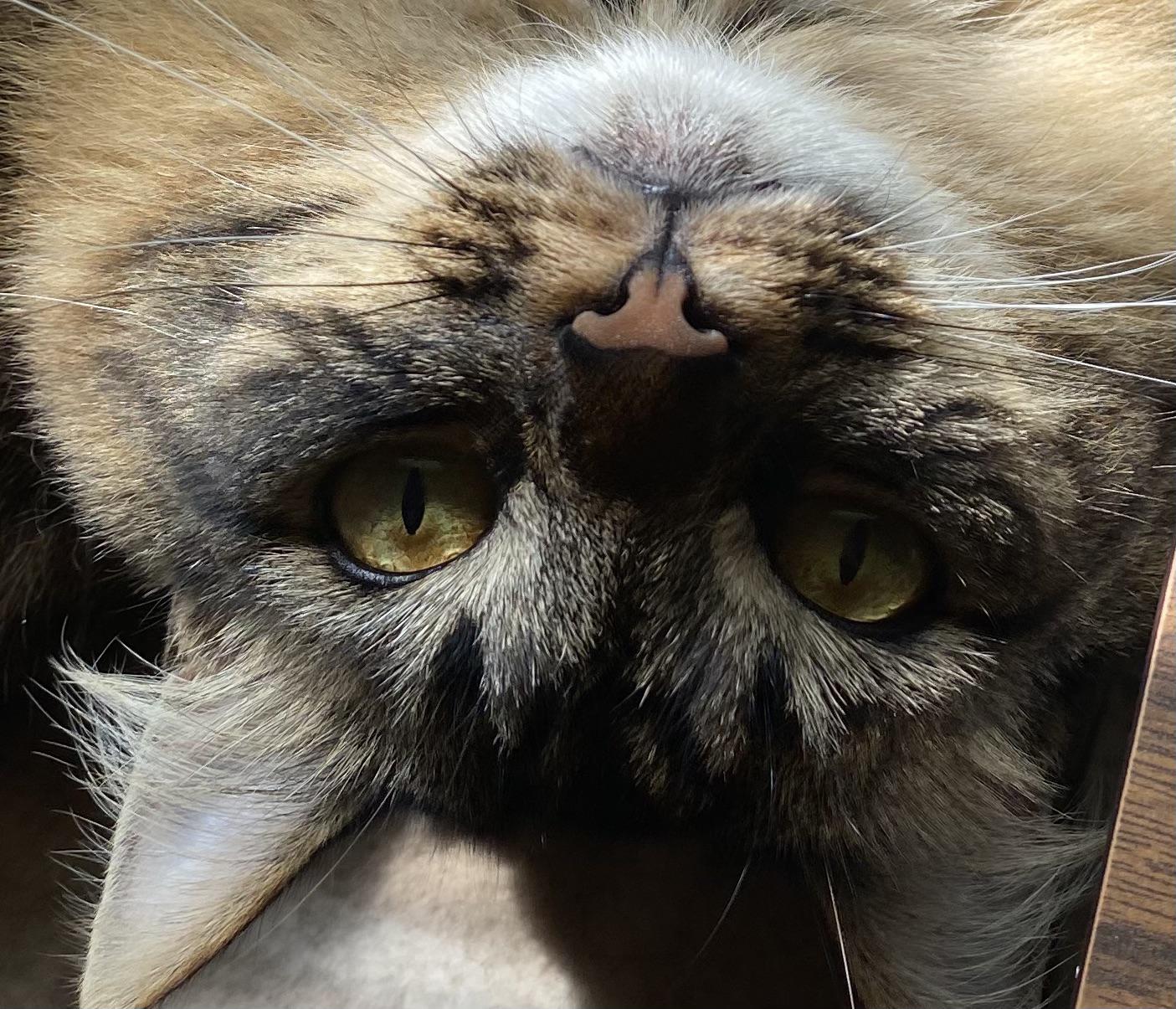 my cat doing the ;3 face | Scrolller