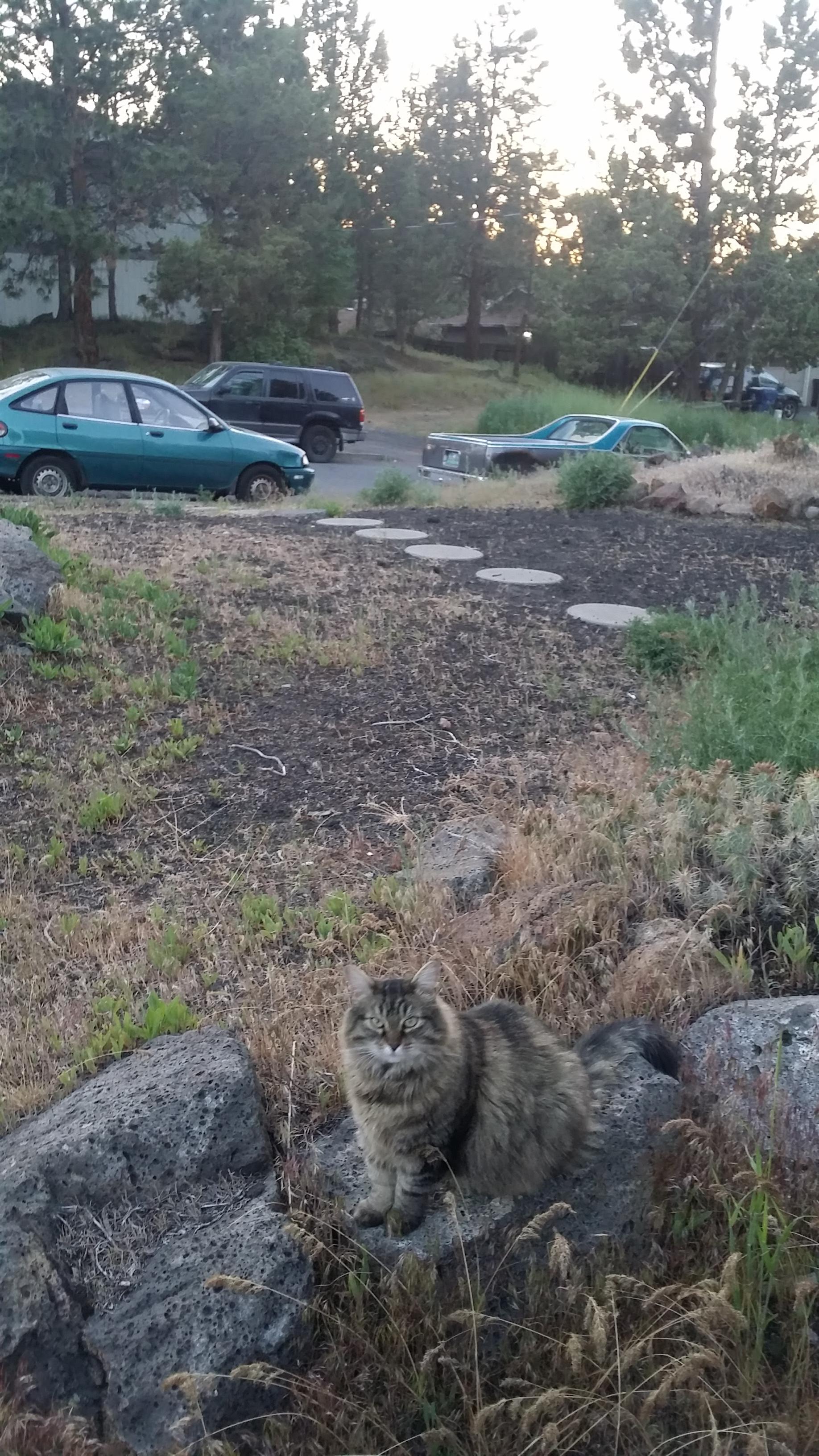 My cat scratches relaxing in the sunset | Scrolller