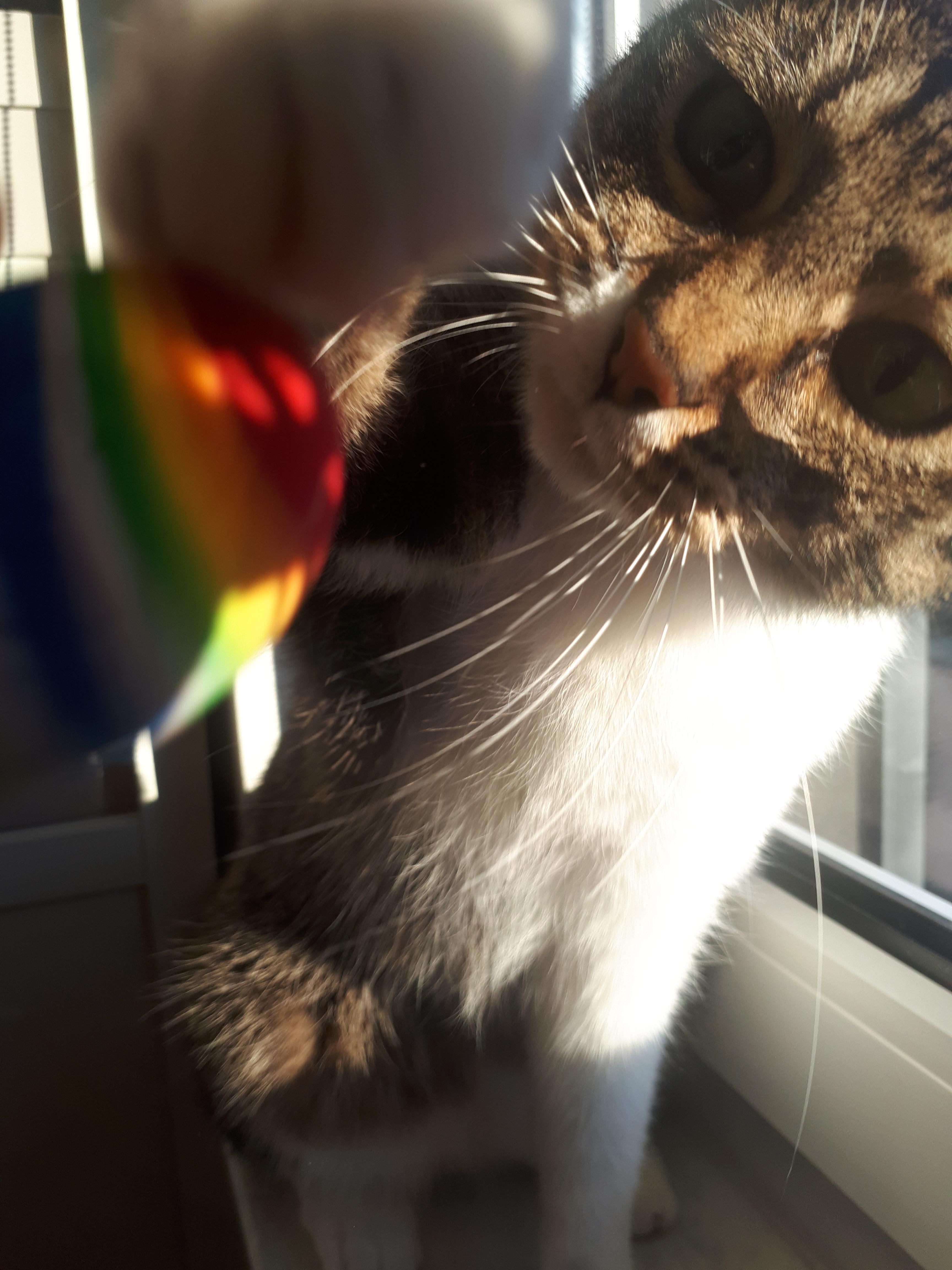 My cat slapping her toy | Scrolller