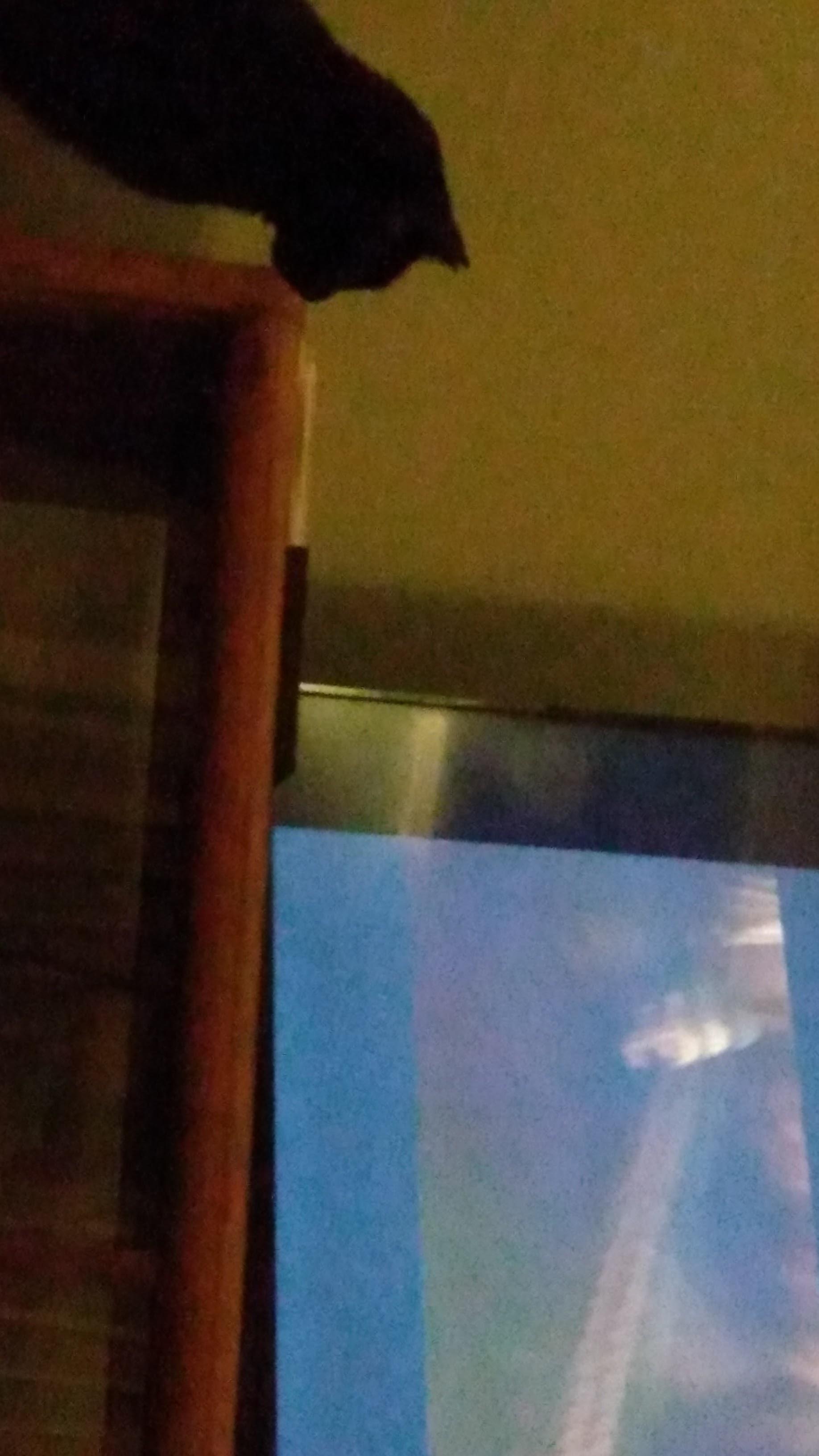 My cat watching tv | Scrolller