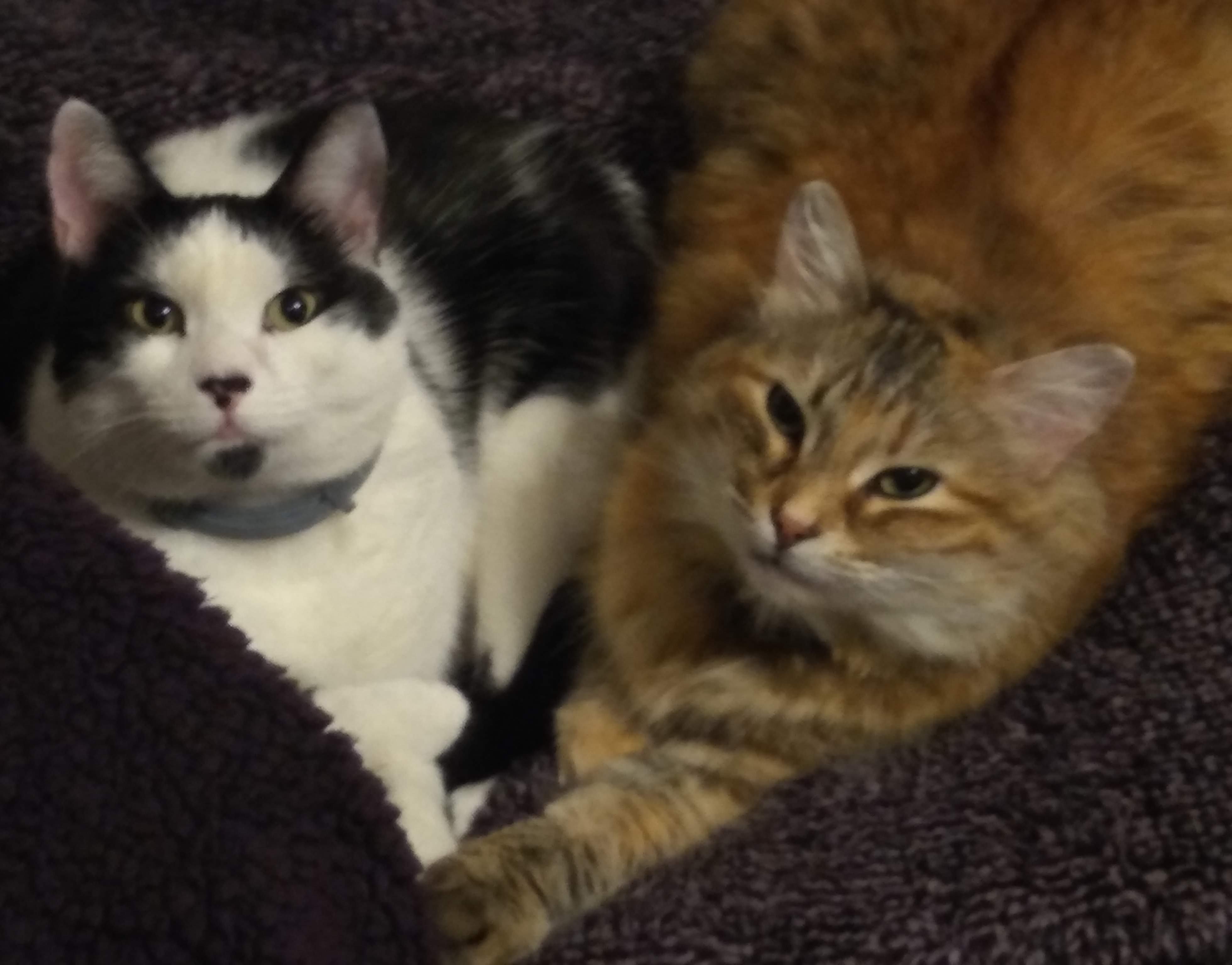 My cats did this | Scrolller