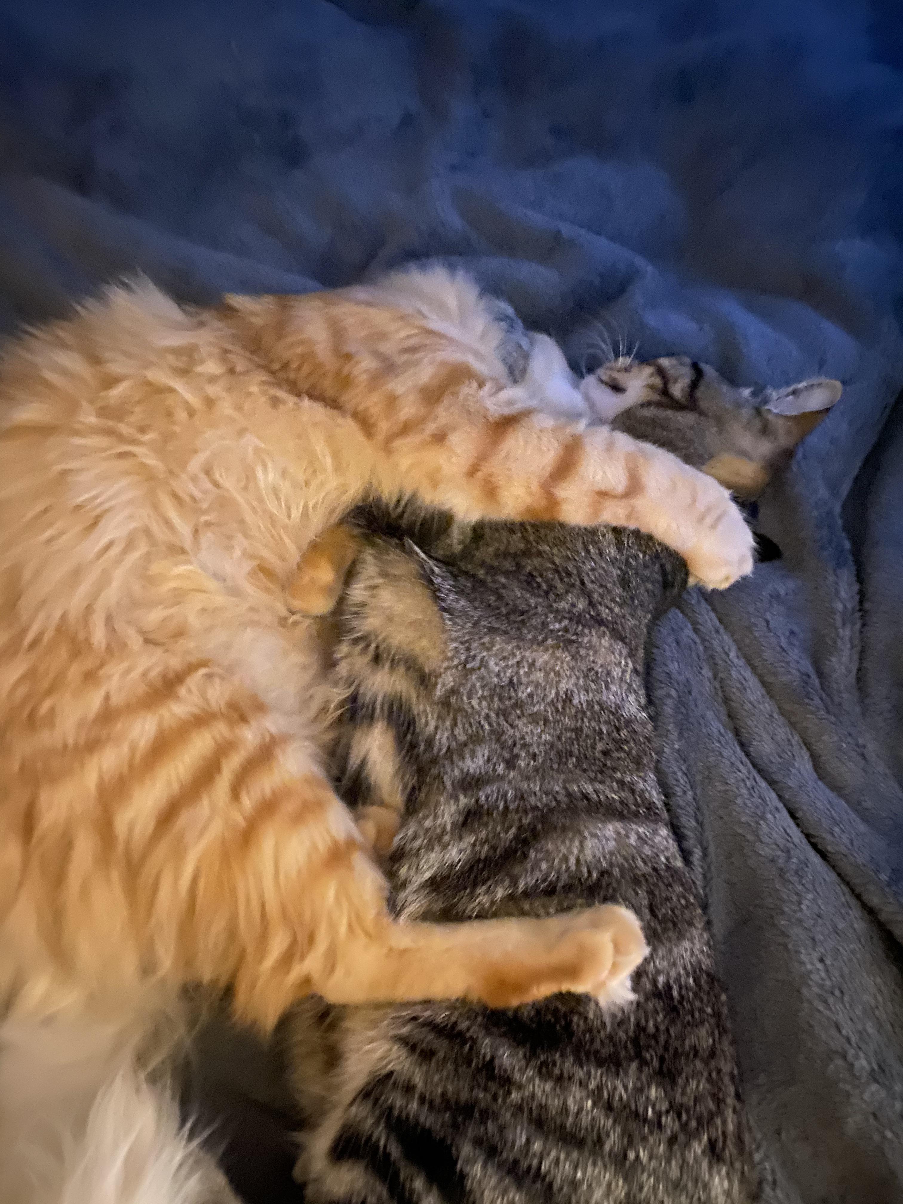 My cats love to sleep together like this | Scrolller