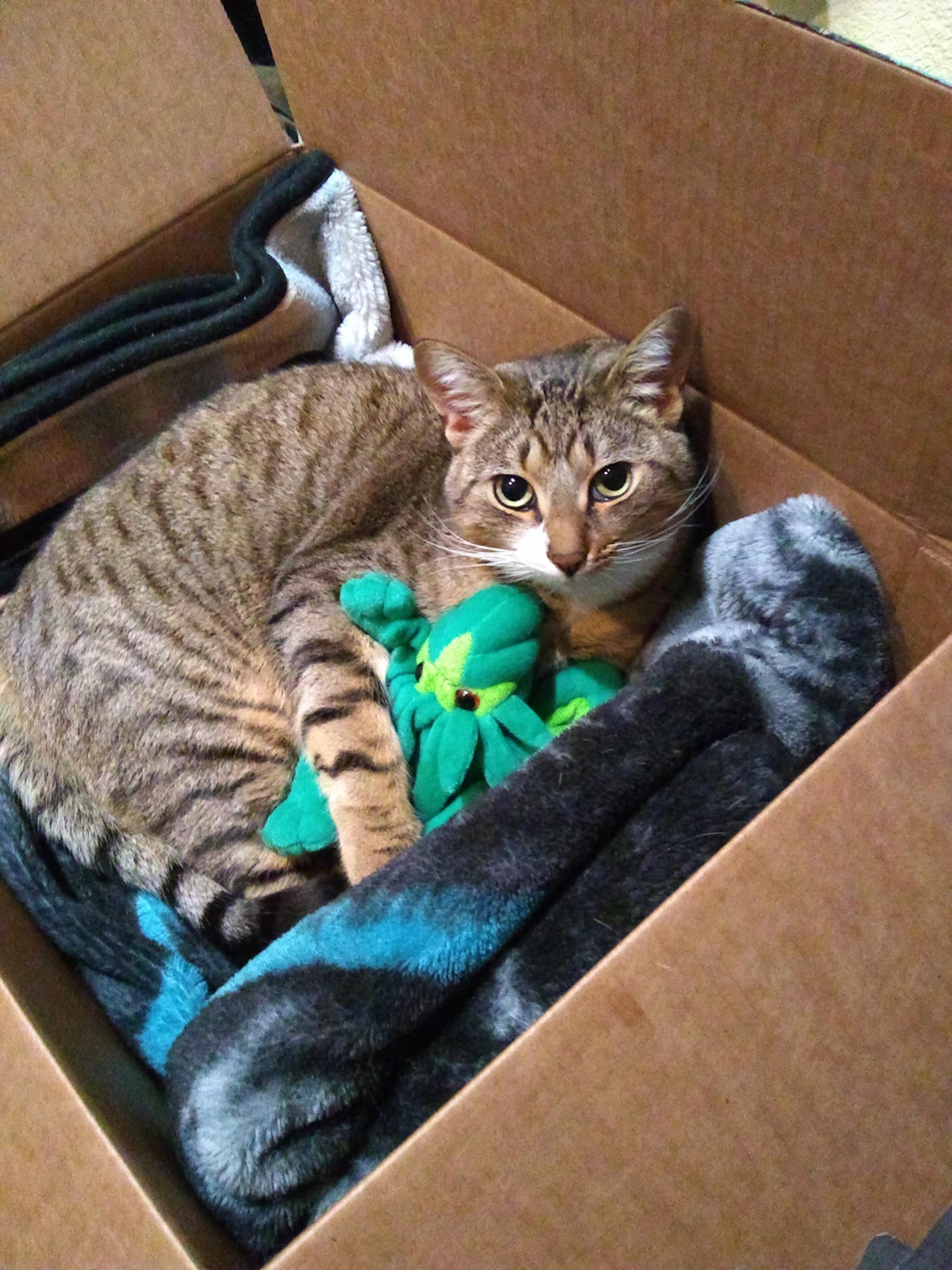 My catto cuddling Cthulhu | Scrolller